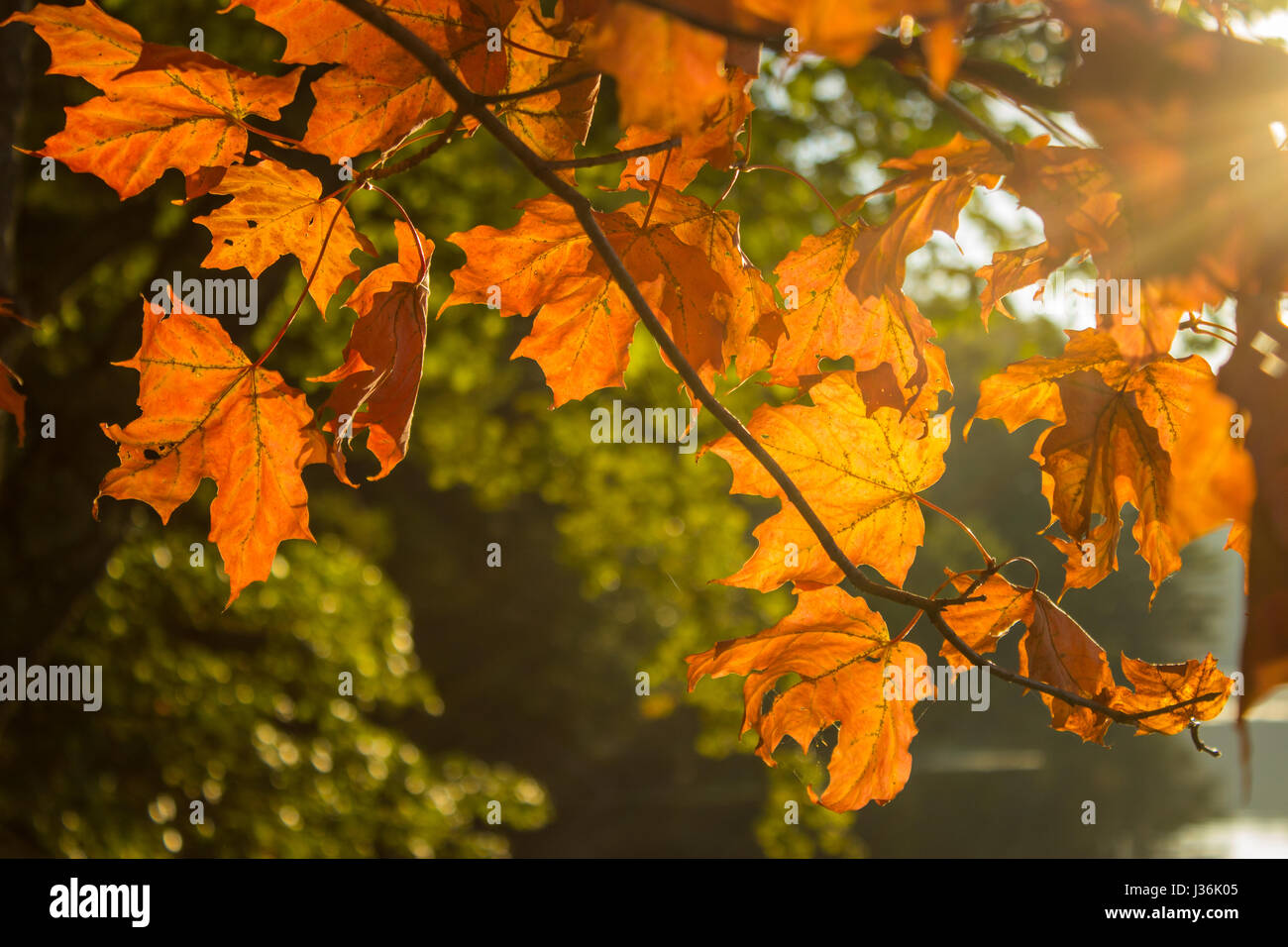 Michigan colors hi-res stock photography and images - Alamy