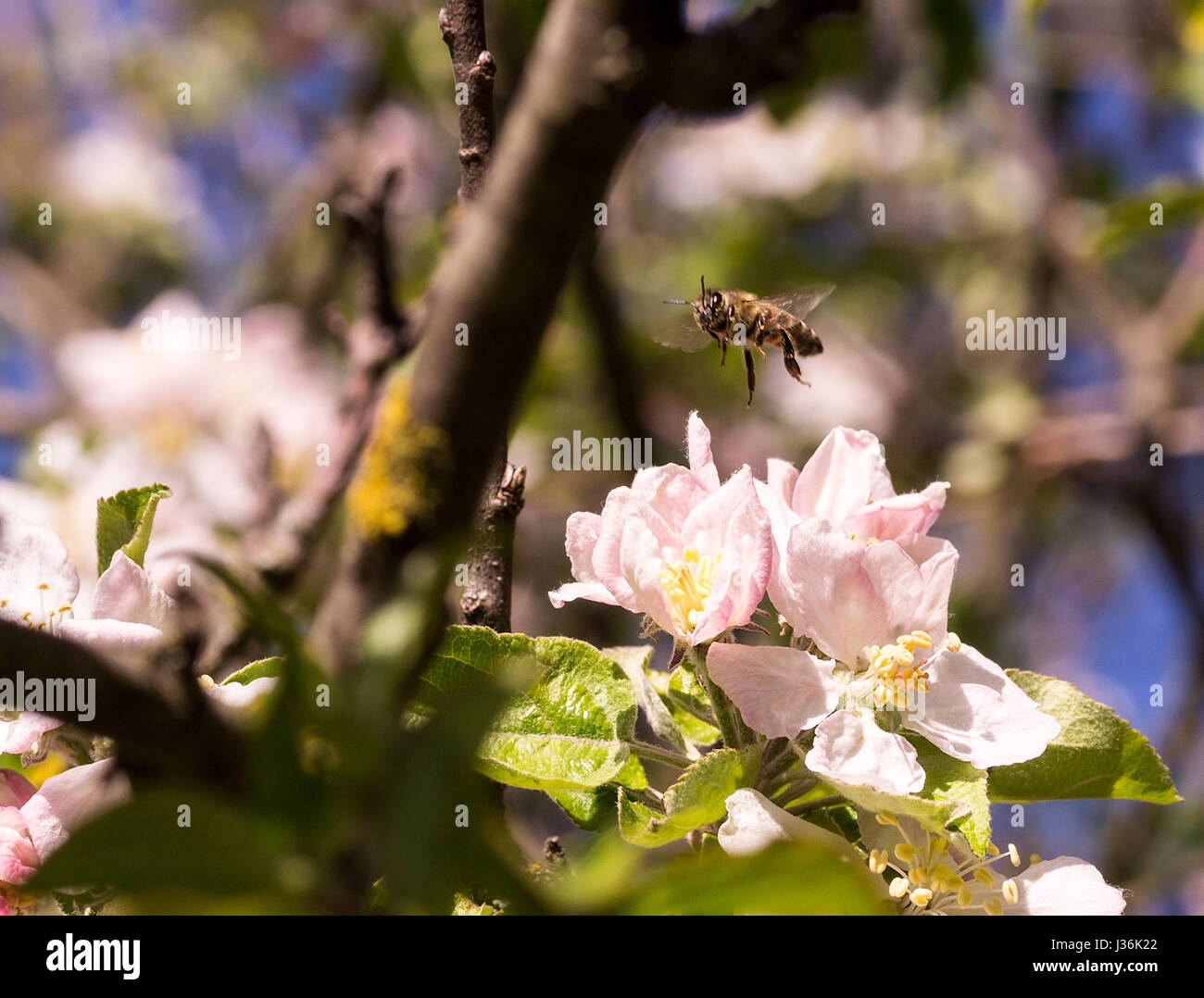 Spring flowering of fruit trees and pollination with their insects ...