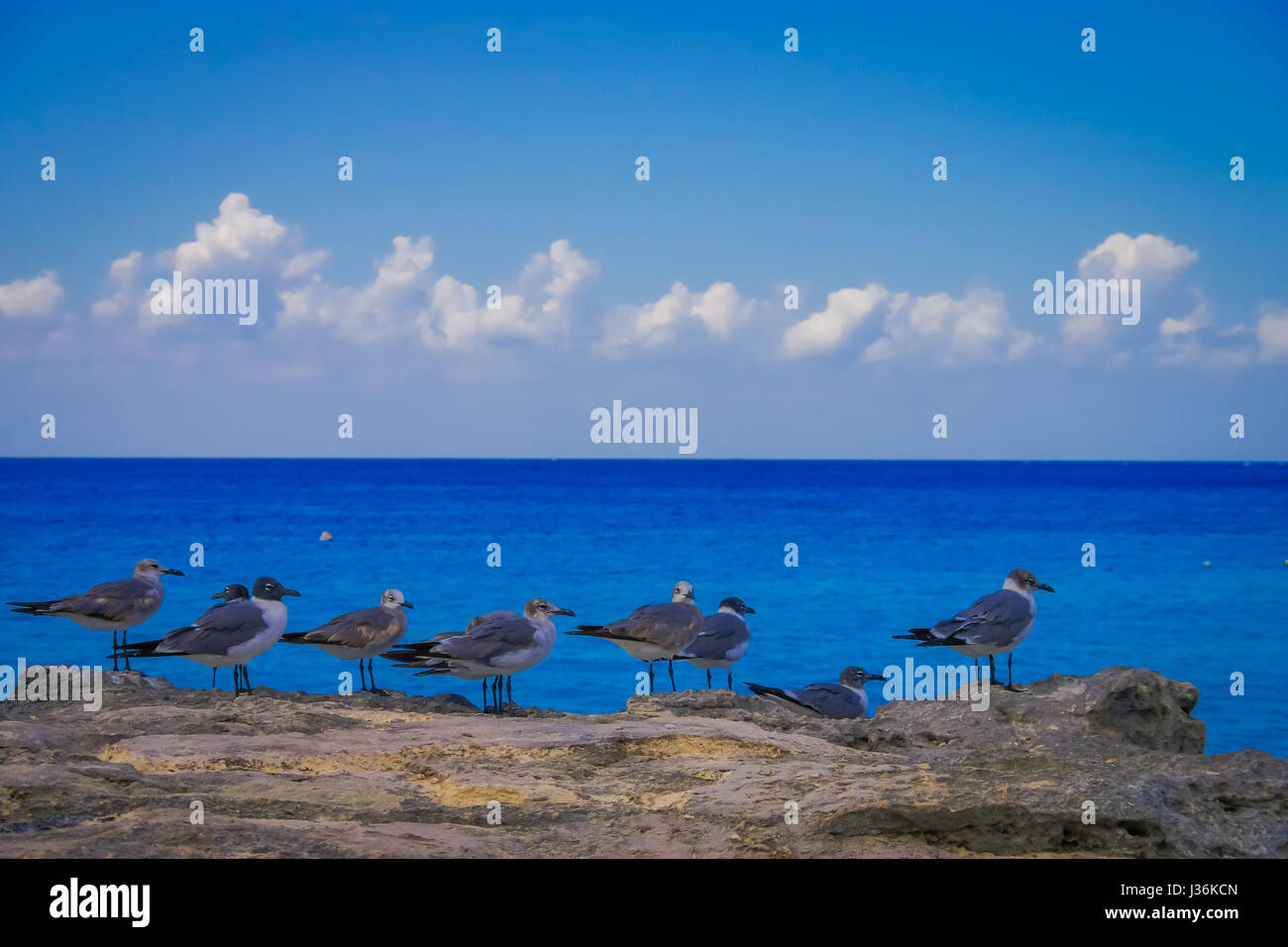 Beautiful blue ocean with some seagulls that are near of coast waiting ...