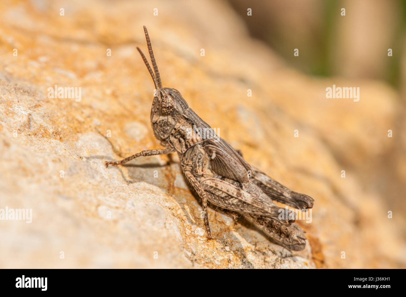 close-up view of a Common Groundhopper (Tetrix undulata) in the field ...