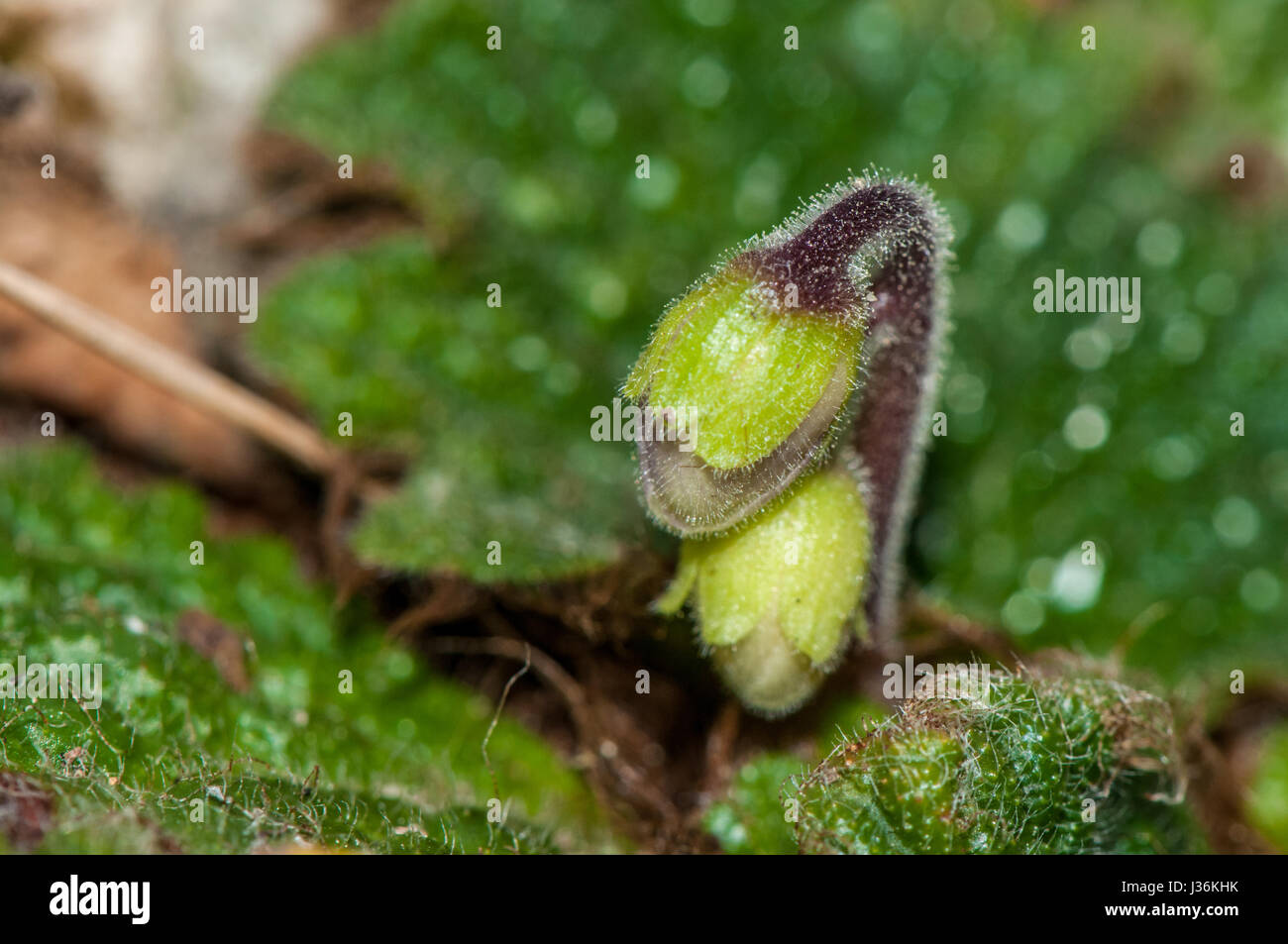 Pyrenean-violet (Ramonda myconi) in blossom Stock Photo - Alamy