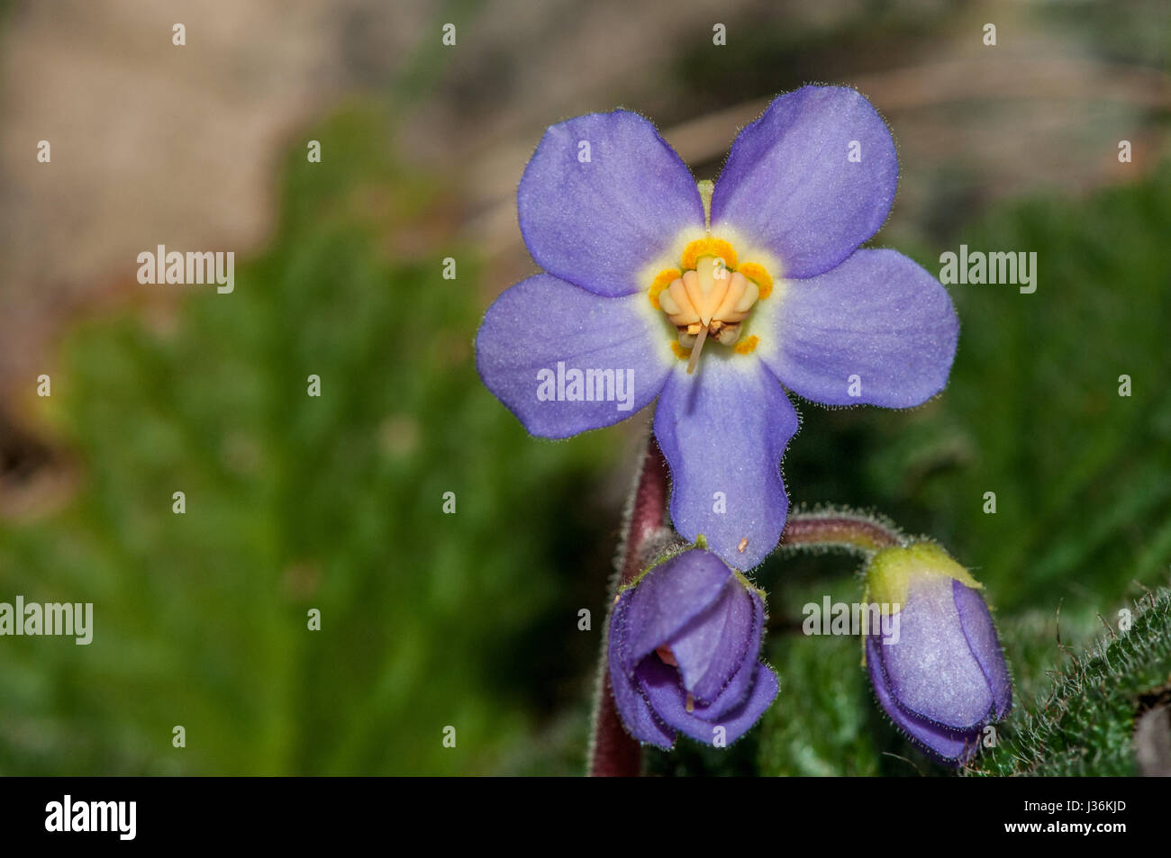 Pyrenean-violet (Ramonda myconi) in blossom Stock Photo - Alamy