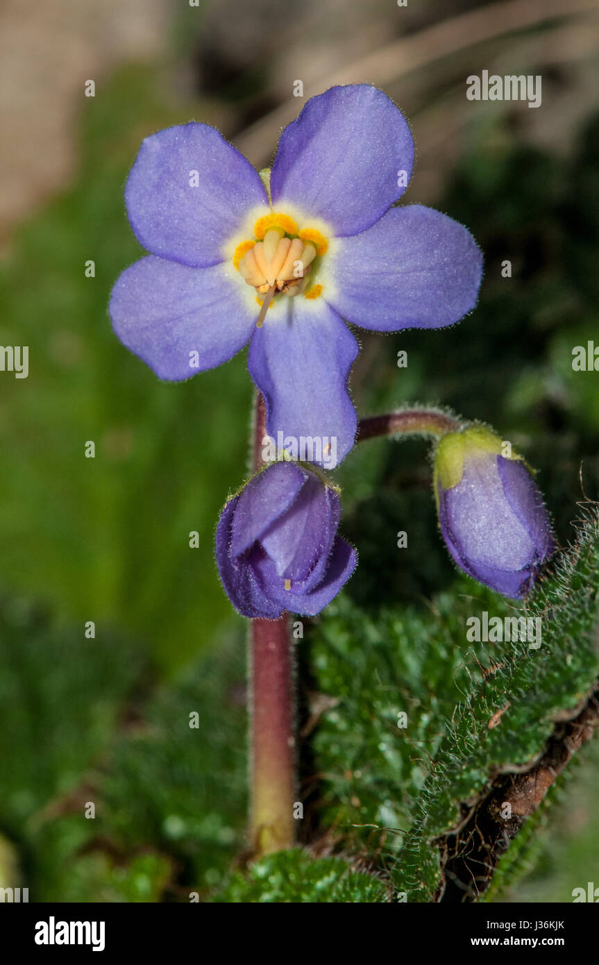 Ramonda myconi hi-res stock photography and images - Alamy