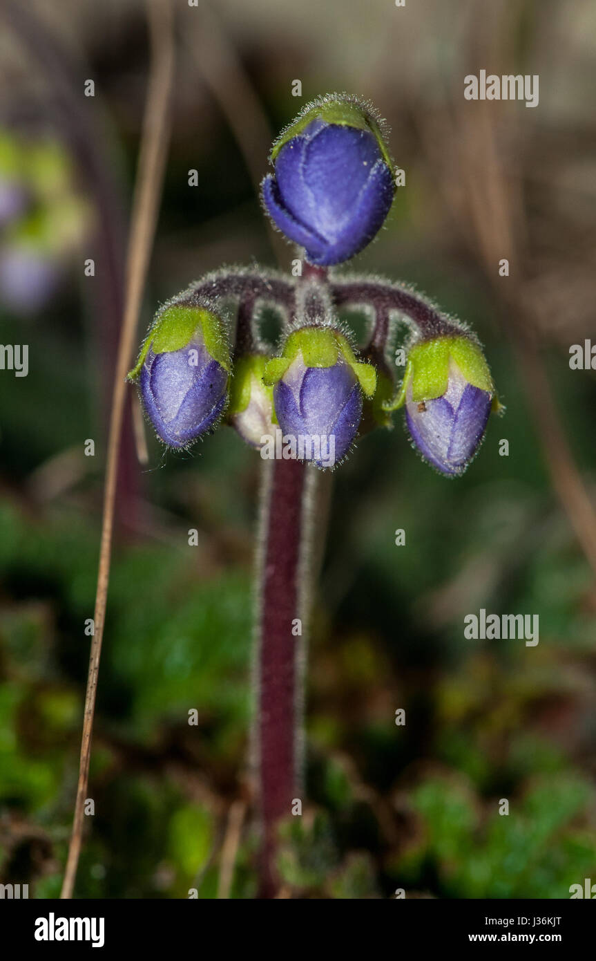 Pyrenean-violet (Ramonda myconi) in blossom Stock Photo - Alamy