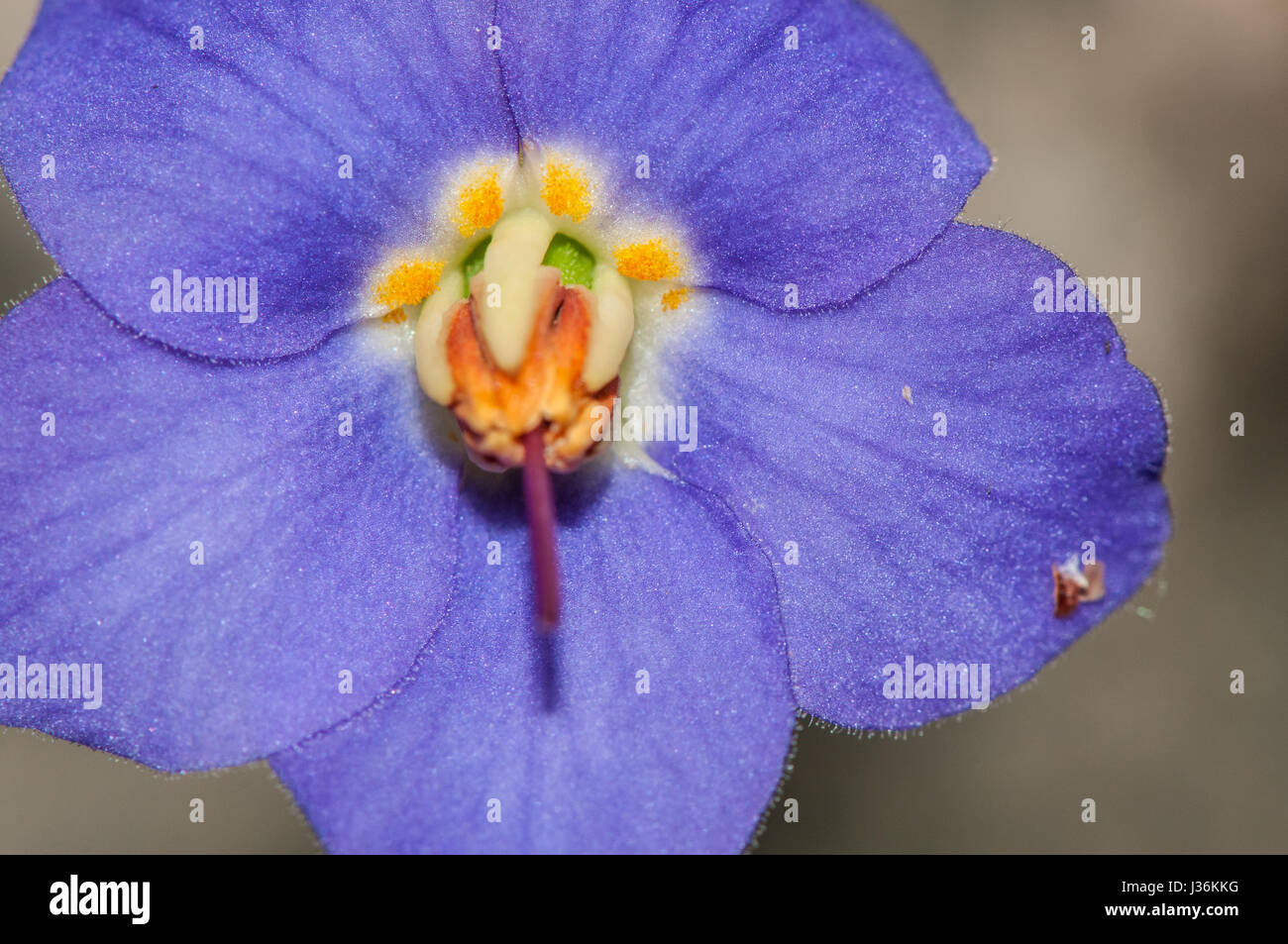 Pyrenean-violet (Ramonda myconi) in blossom Stock Photo - Alamy