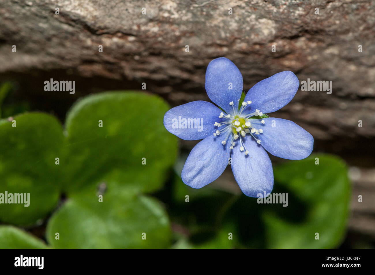 common hepatica (Hepatica nobilis) in the wild Stock Photo - Alamy