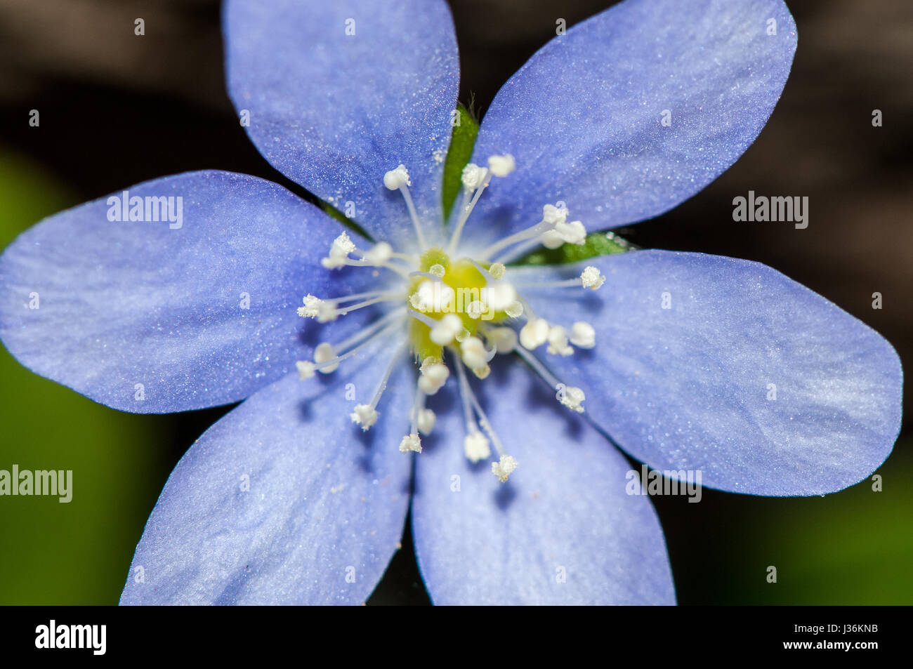 common hepatica (Hepatica nobilis) in the wild Stock Photo - Alamy