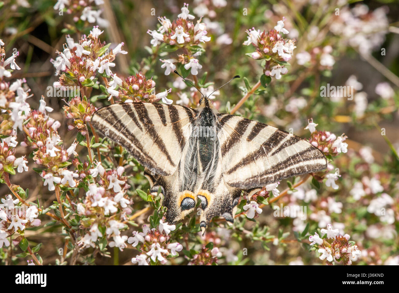 Sail swallowtail hi-res stock photography and images - Alamy