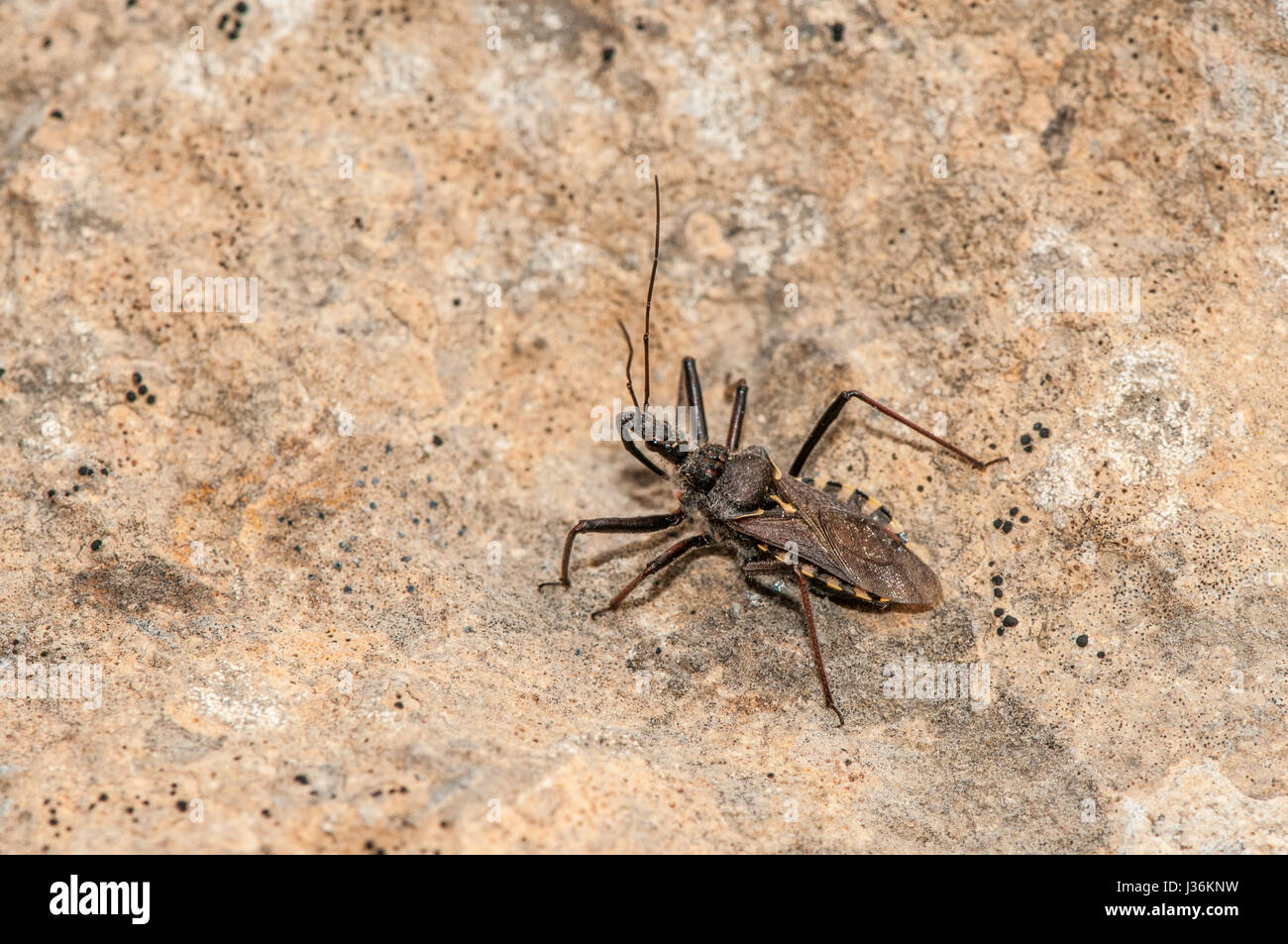 Rhynocoris hi-res stock photography and images - Alamy