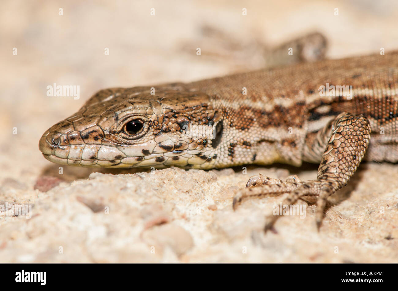 Iberian wall lizard (Podarcis hispanica) resting on a rock Stock Photo ...