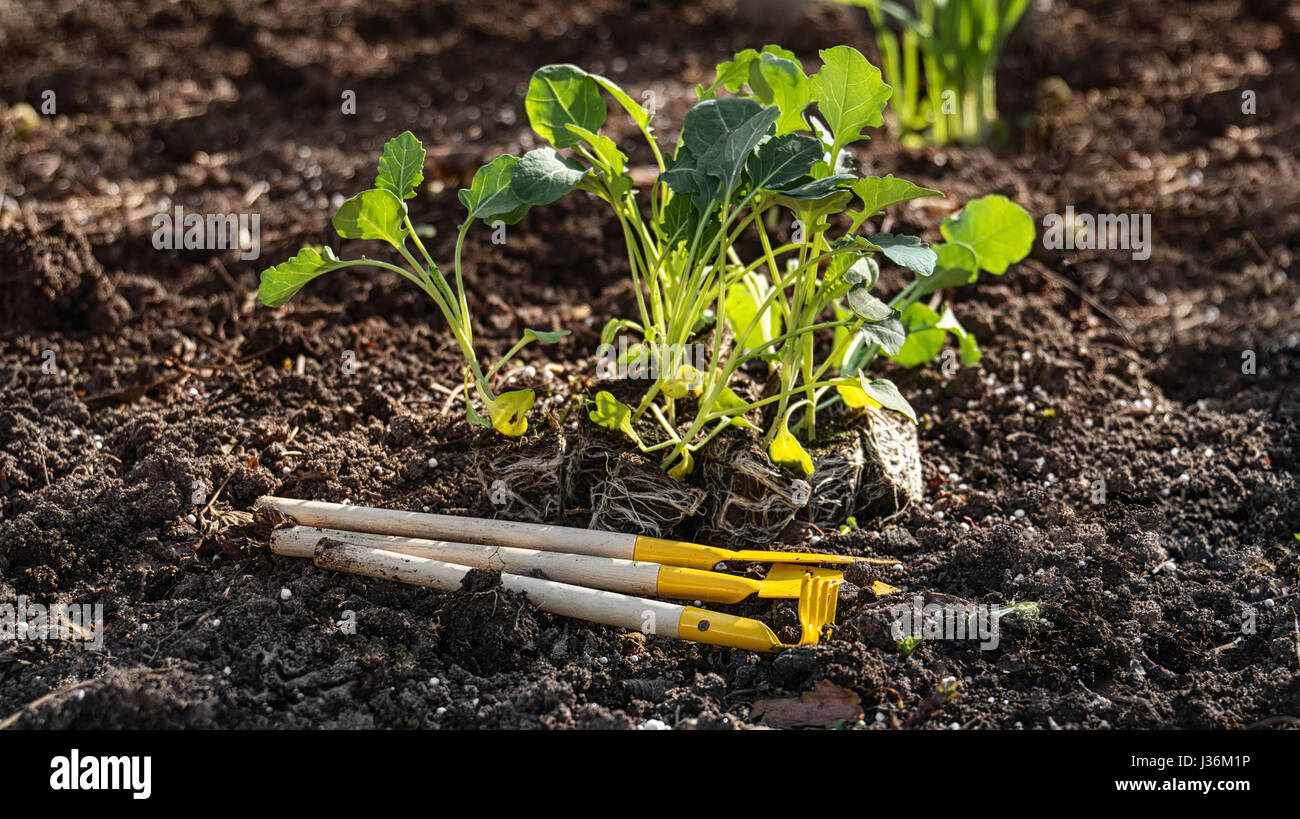 The cabbage seedlings with visible roots and tools - shovels and rakes ...