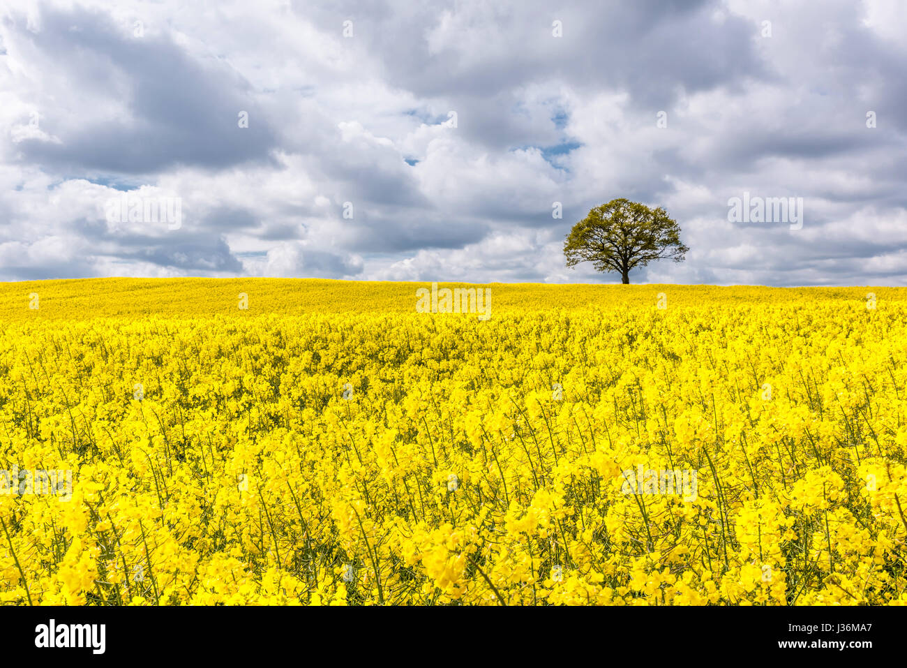 Single Tree Amongst Rape Seed Crop Stock Photo - Alamy