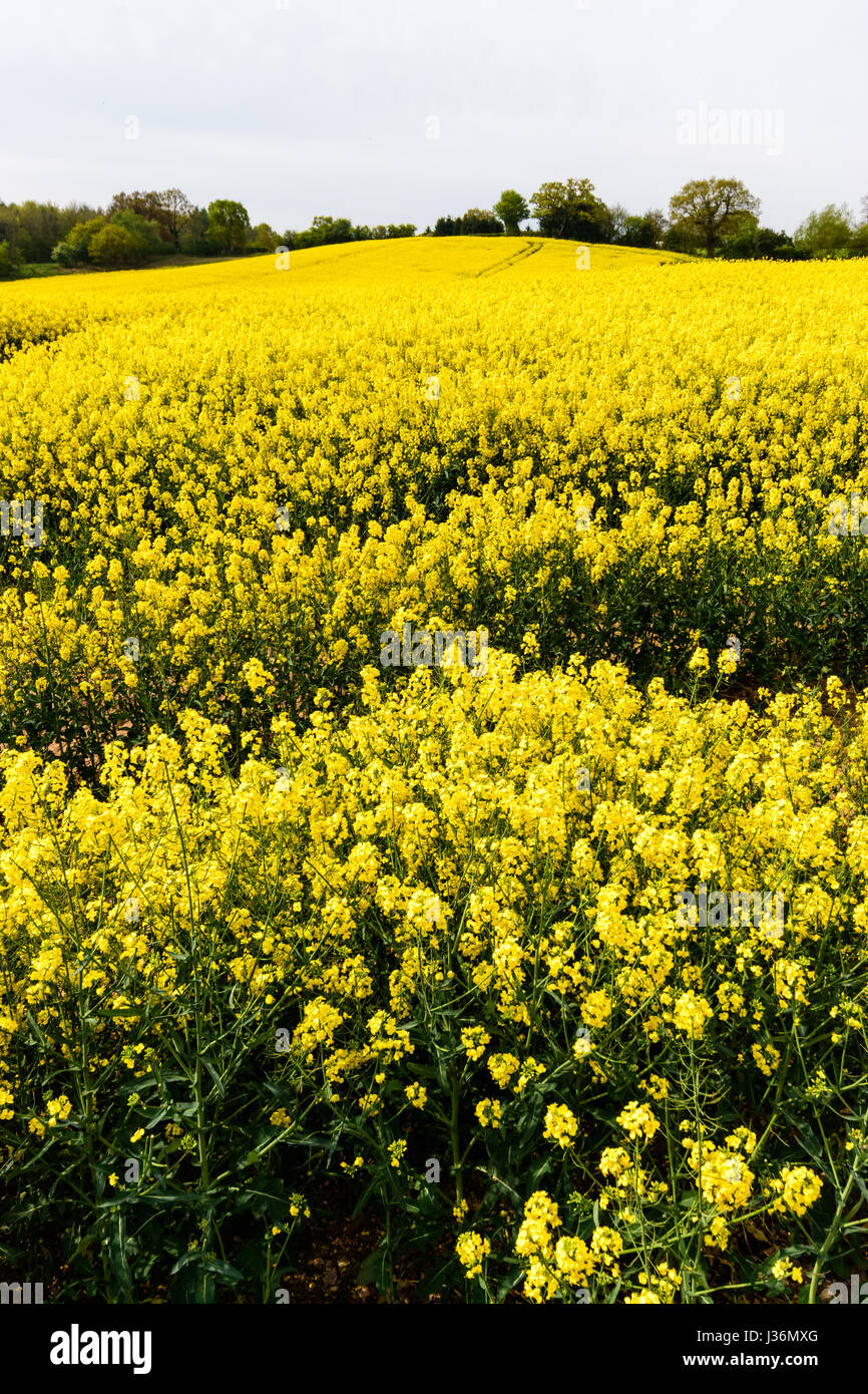 Yellow field of rapeseed Stock Photo - Alamy