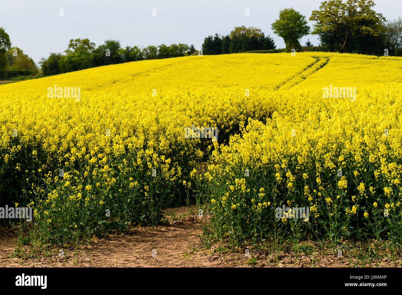 Yellow field of rapeseed Stock Photo - Alamy
