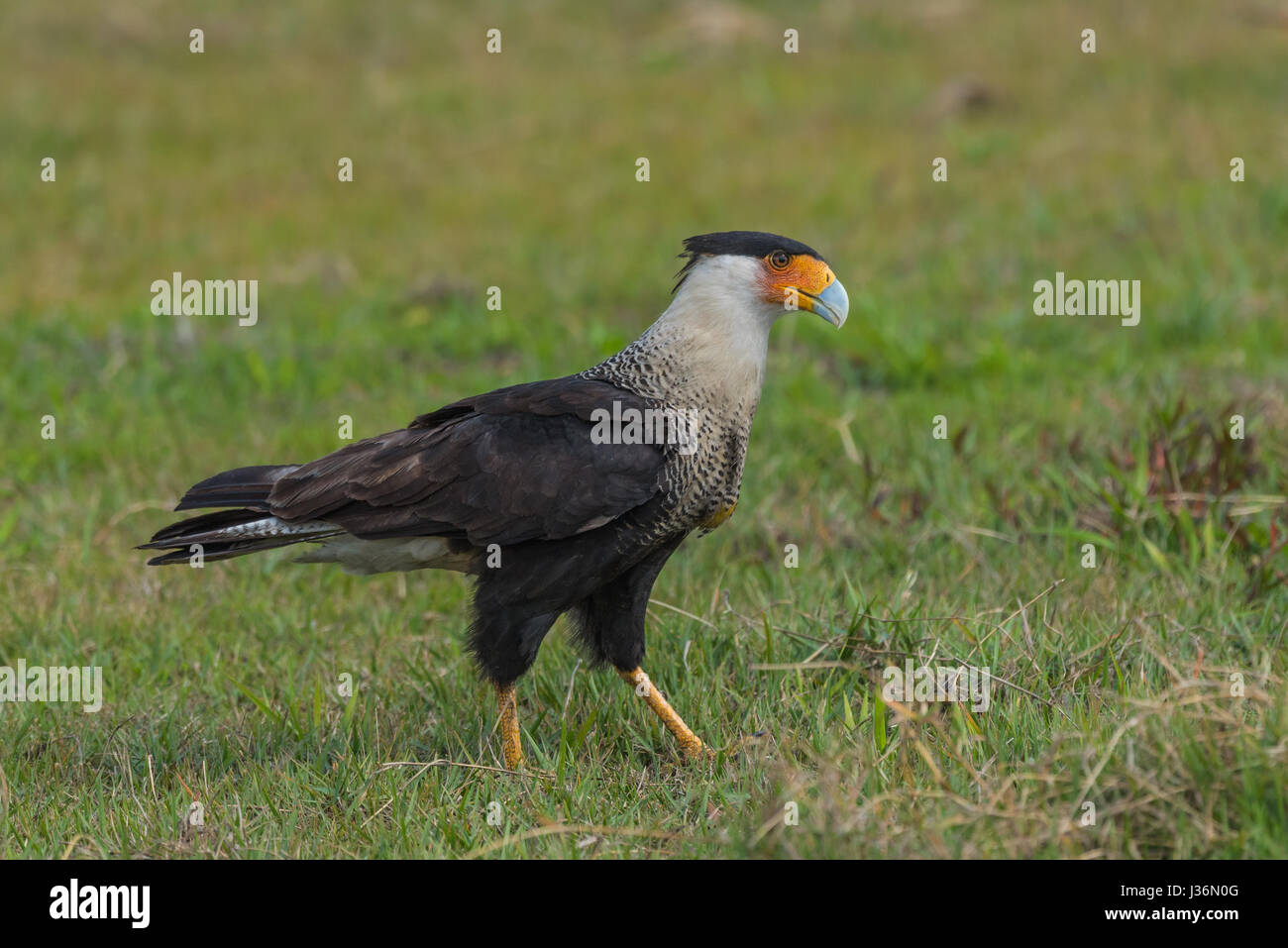 Mexican Eagle also known as carcara walking on land Stock Photo - Alamy