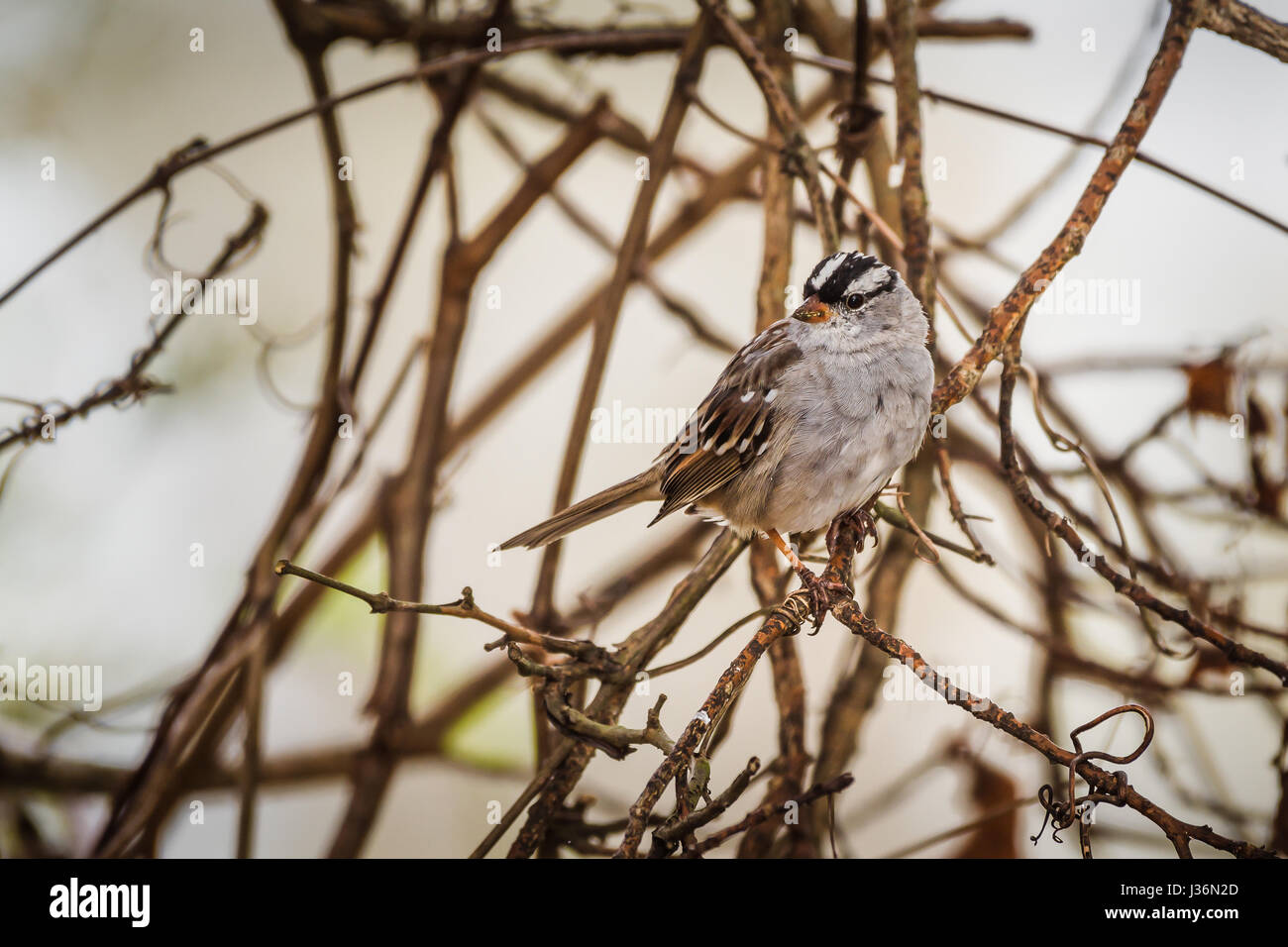 White-crowned sparrow with head turned sitting on a branch Stock Photo ...