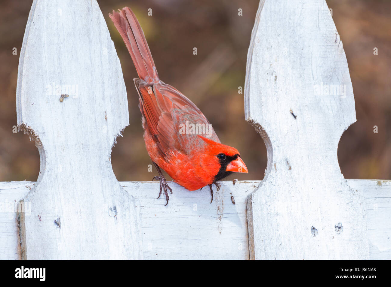 Cardinal bird on a fence hi-res stock photography and images - Alamy