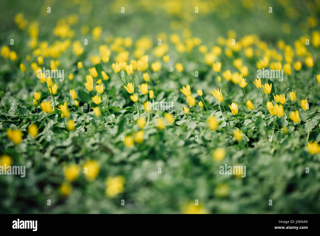 Blurry Spring Background. Nature Background. Yellow Flowers Stock Photo ...