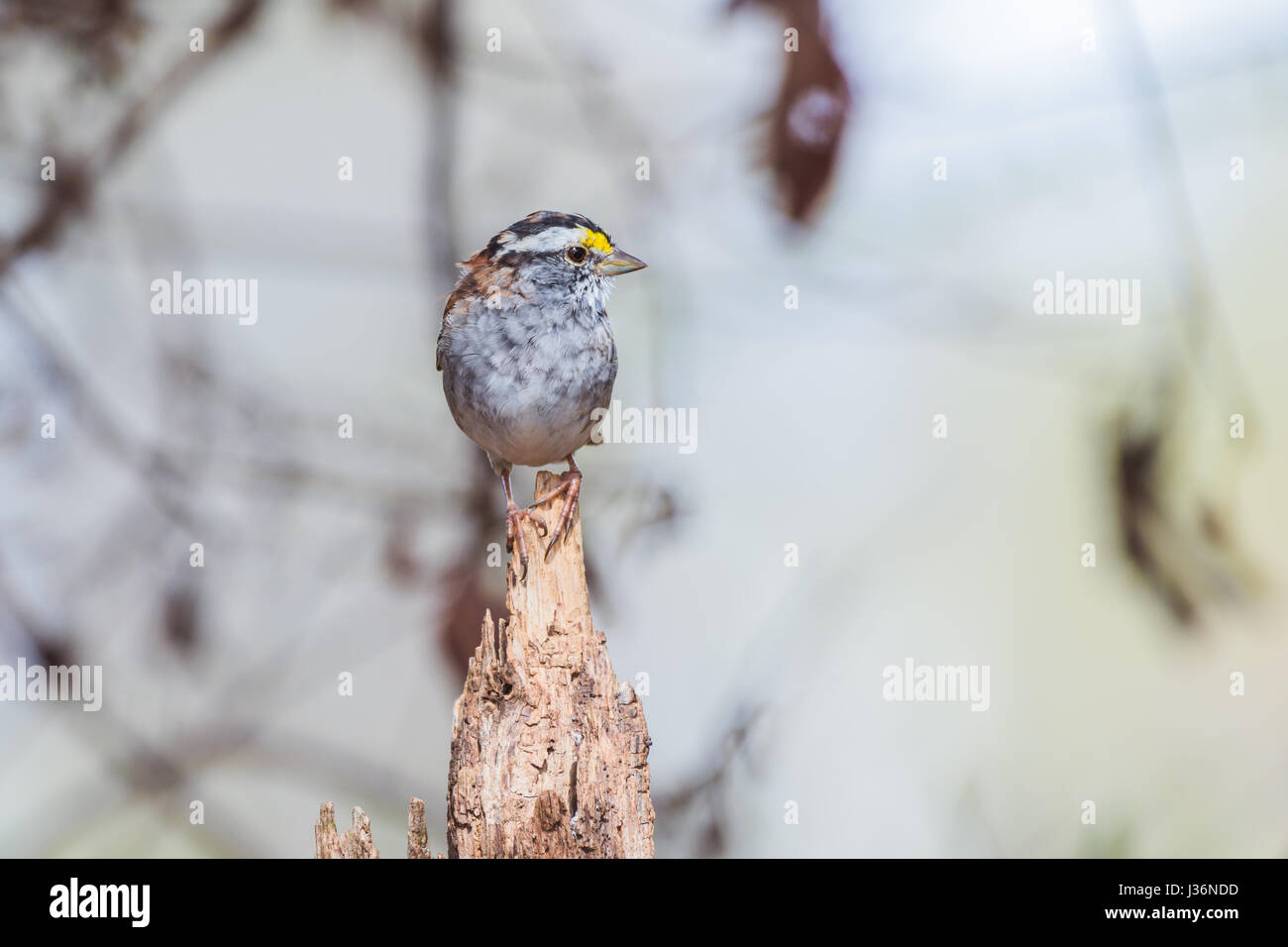 White-crowned sparrow with head turned sitting on a branch Stock Photo ...