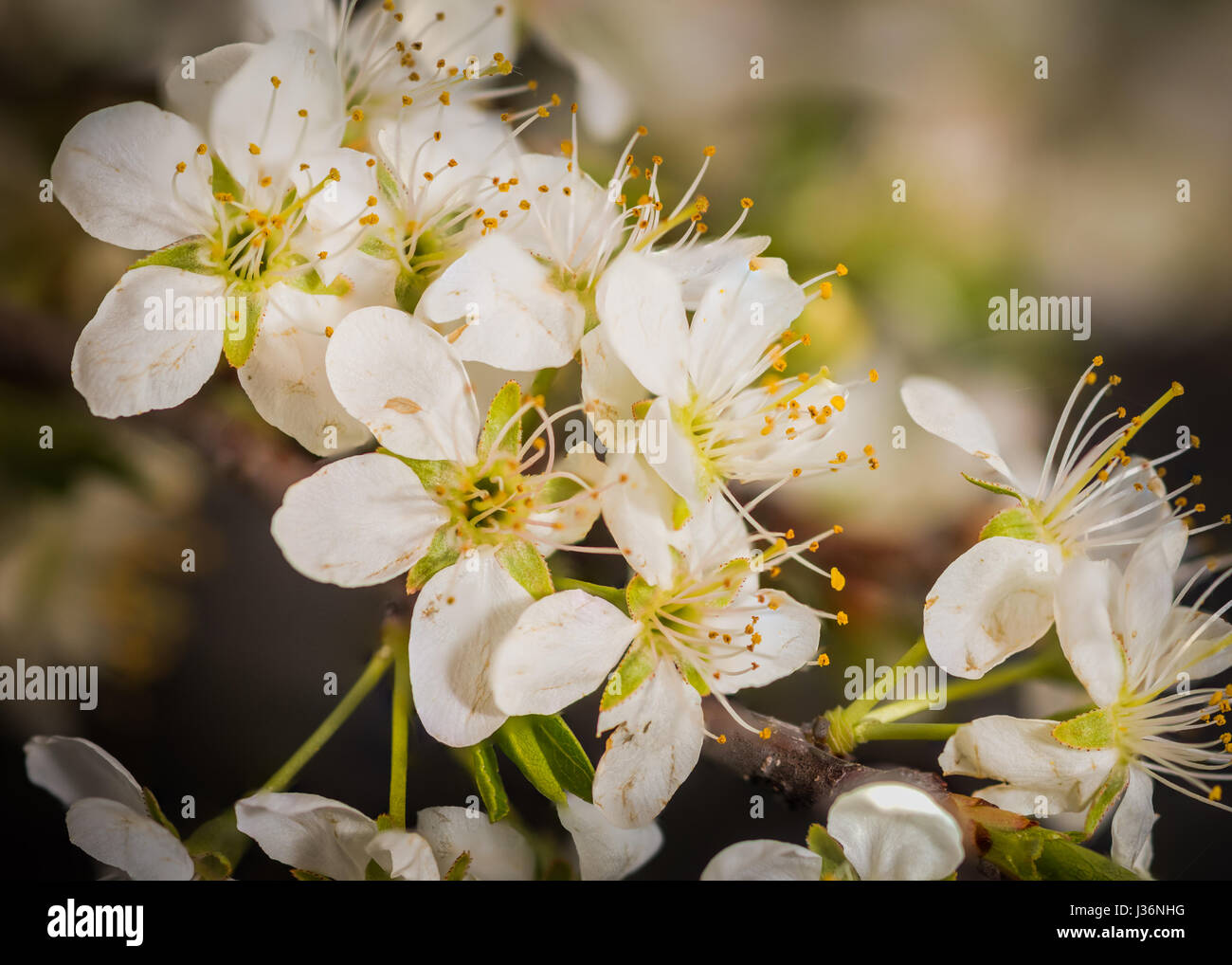 Small bradford pear blossoms Stock Photo - Alamy