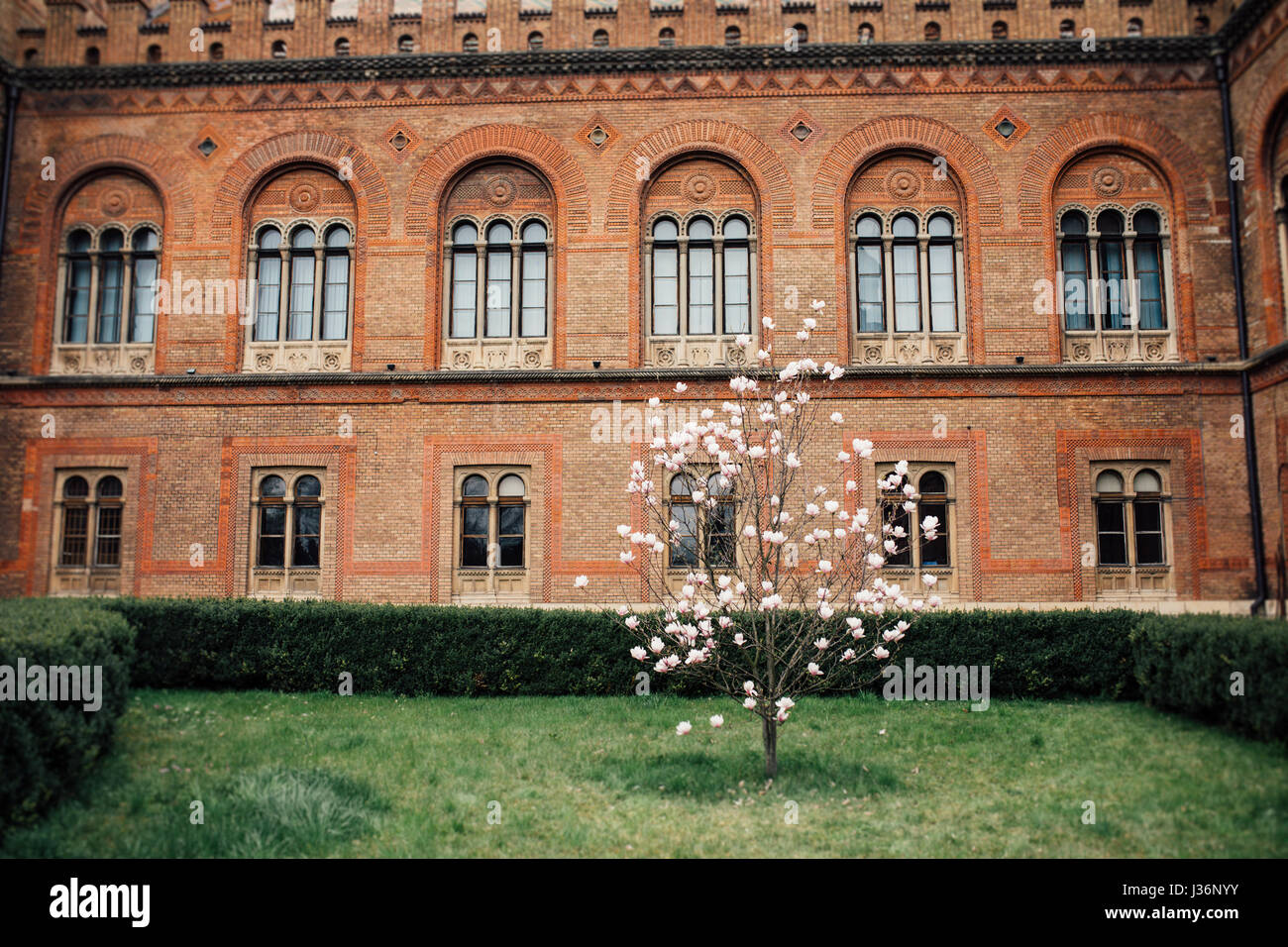 University garden with magnolia tree spring season Stock Photo - Alamy