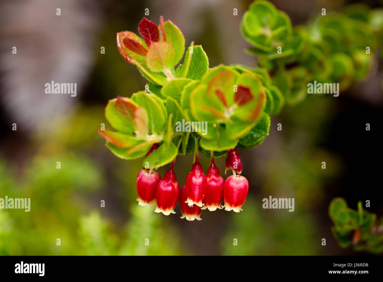 Flowers of the Ohelo (Vaccinium reticulatum), a plant endemic to Hawaii ...