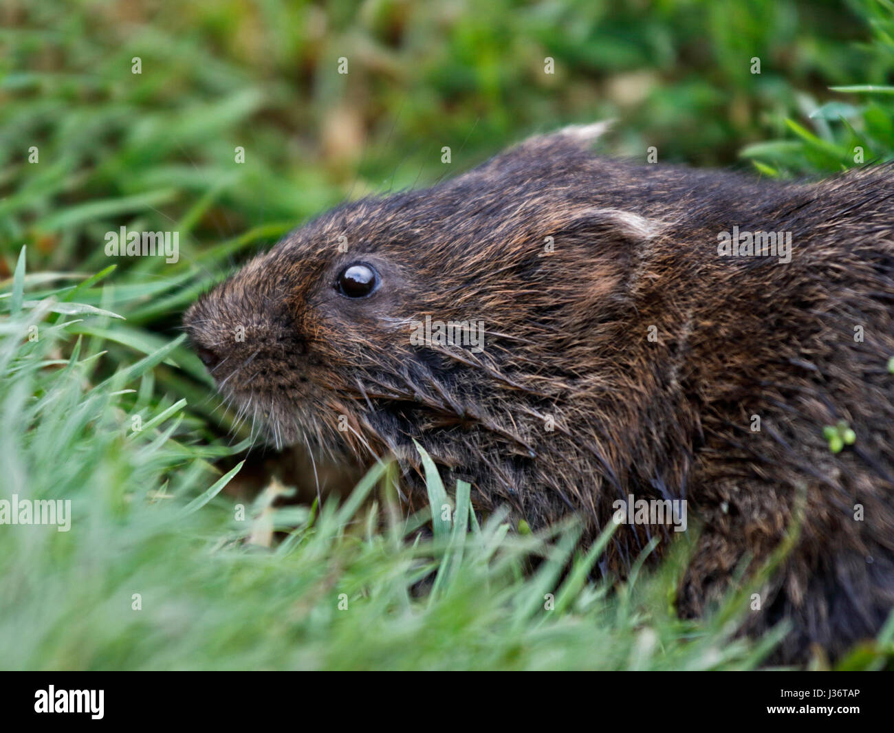 European Water Vole (arvicola amphibious Stock Photo - Alamy