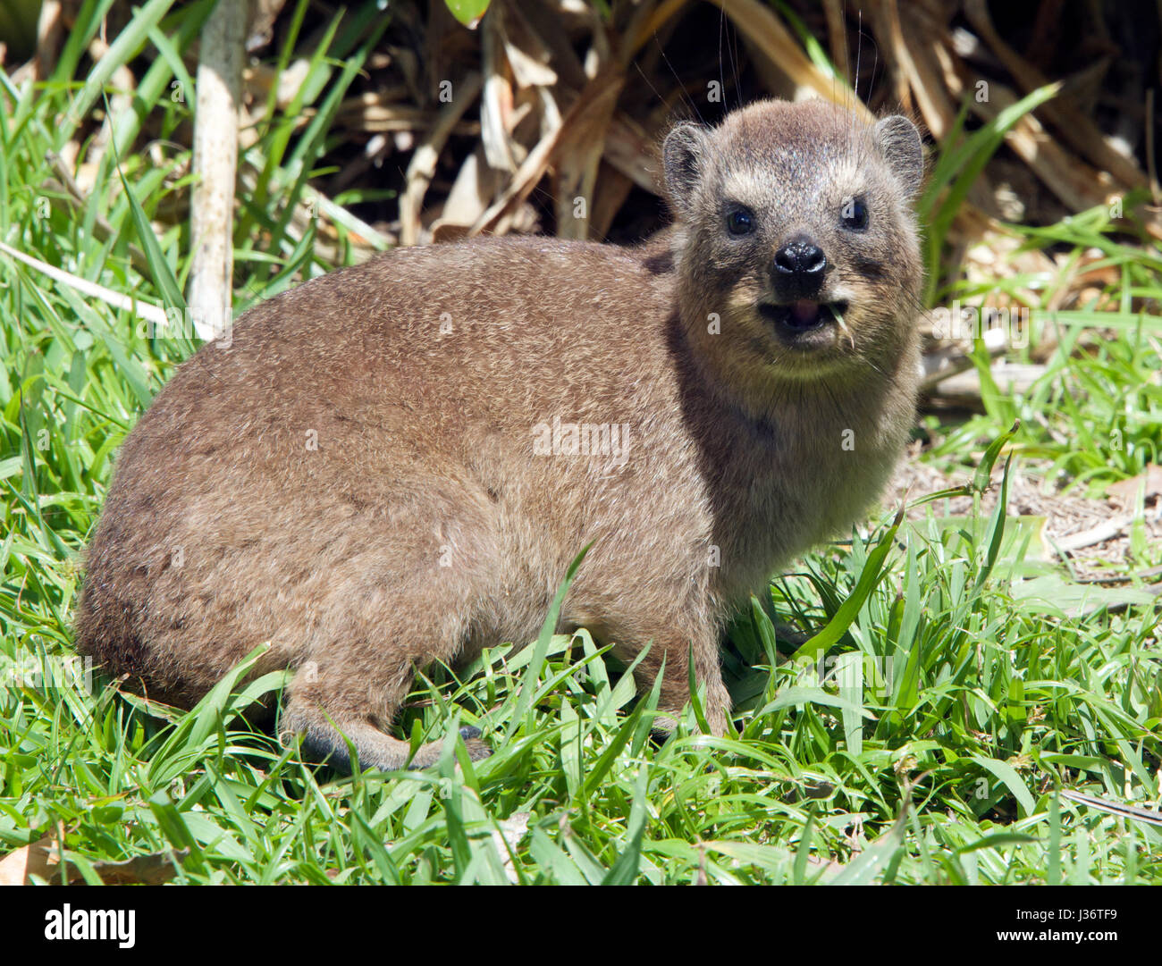 Rock hyrax or Dassie Tsitsikamma National Park Garden Route South ...