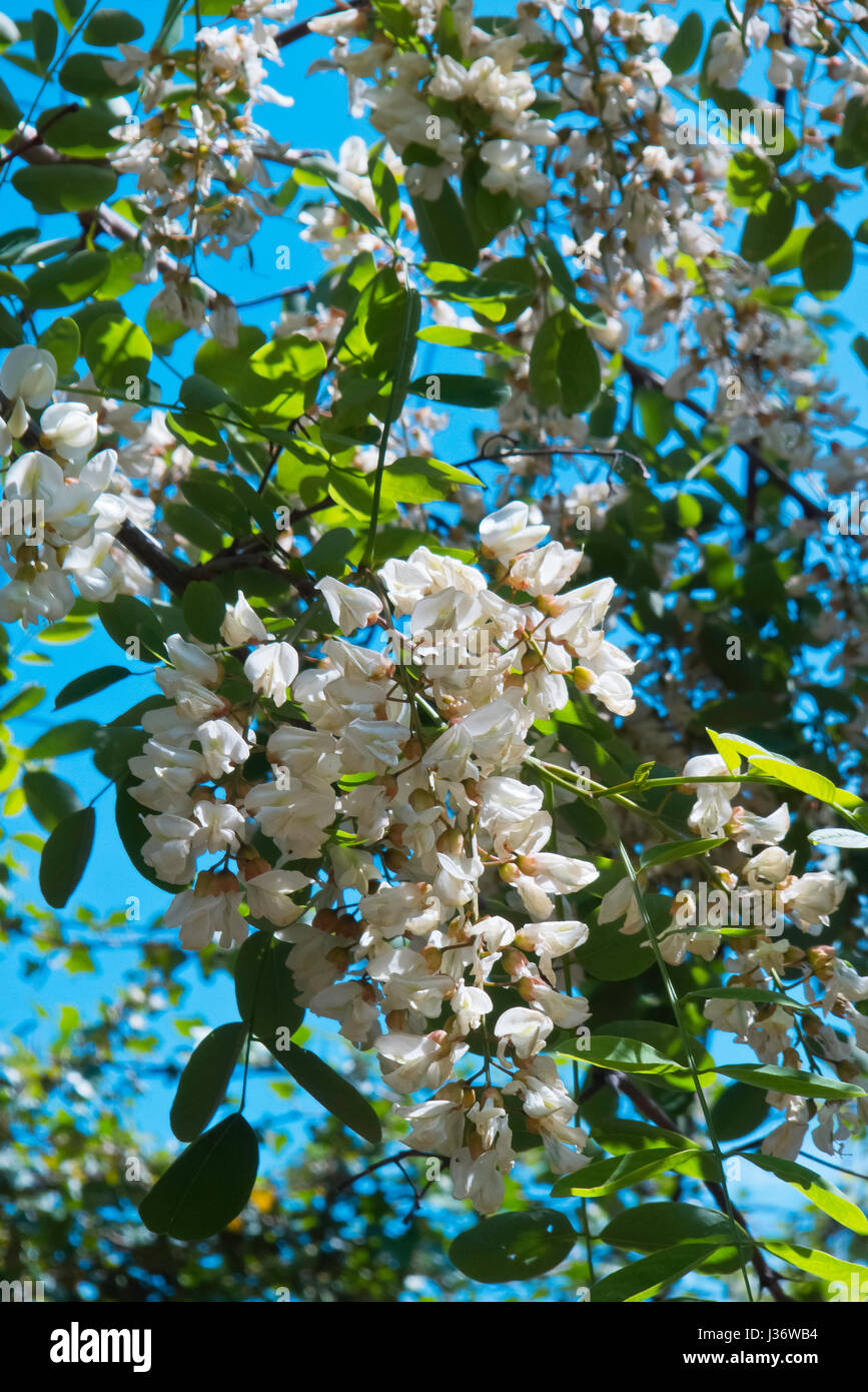 Acacia branch blooming Stock Photo - Alamy