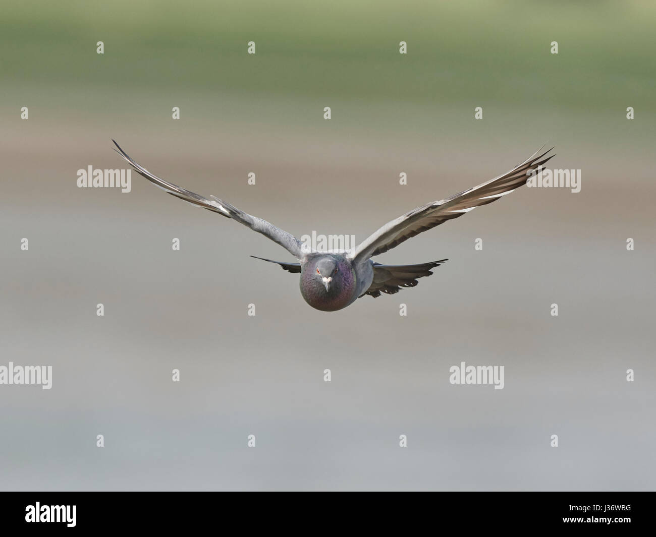 Feral Pigeon in flight Stock Photo - Alamy