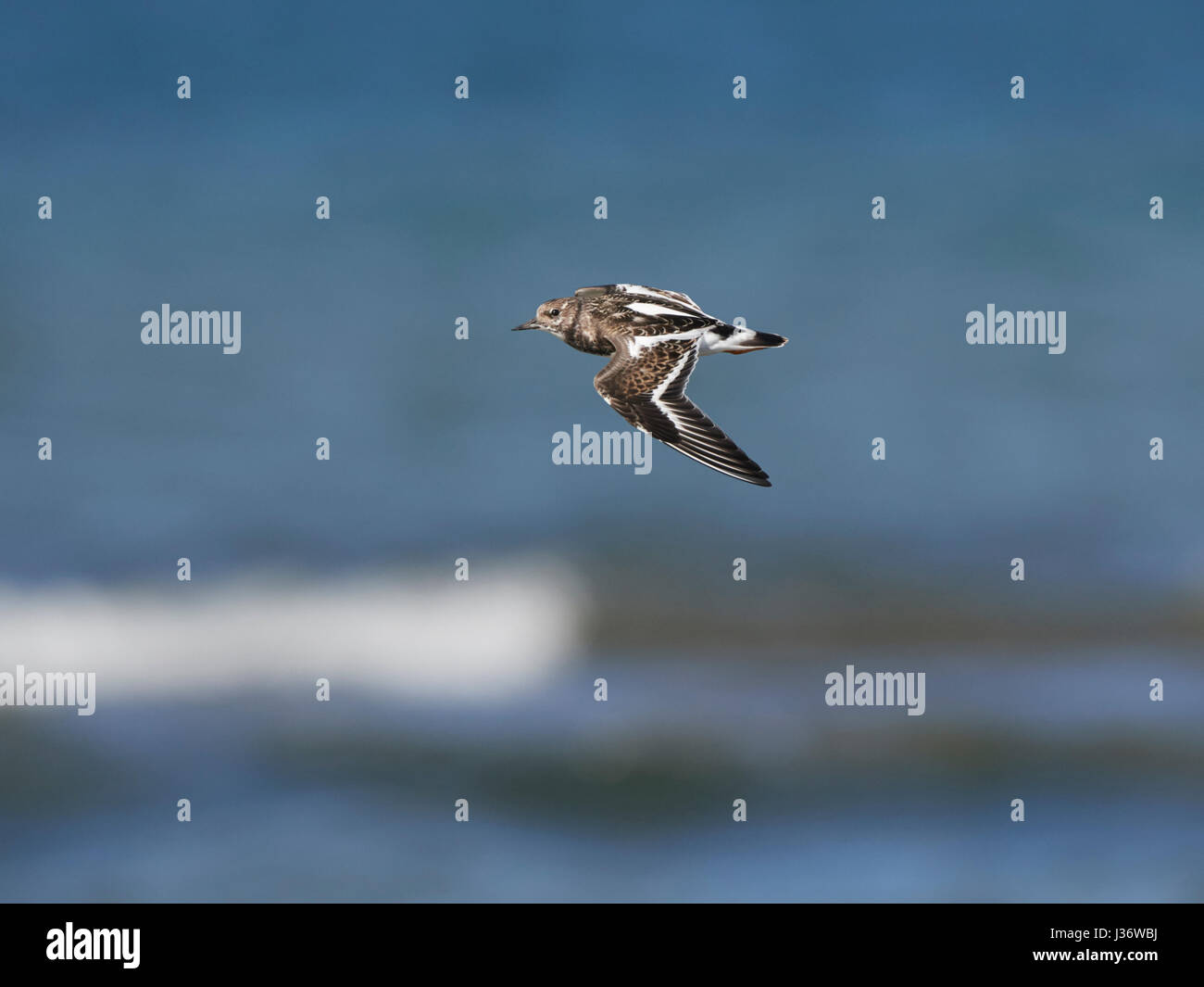Turnstone in flight Stock Photo - Alamy
