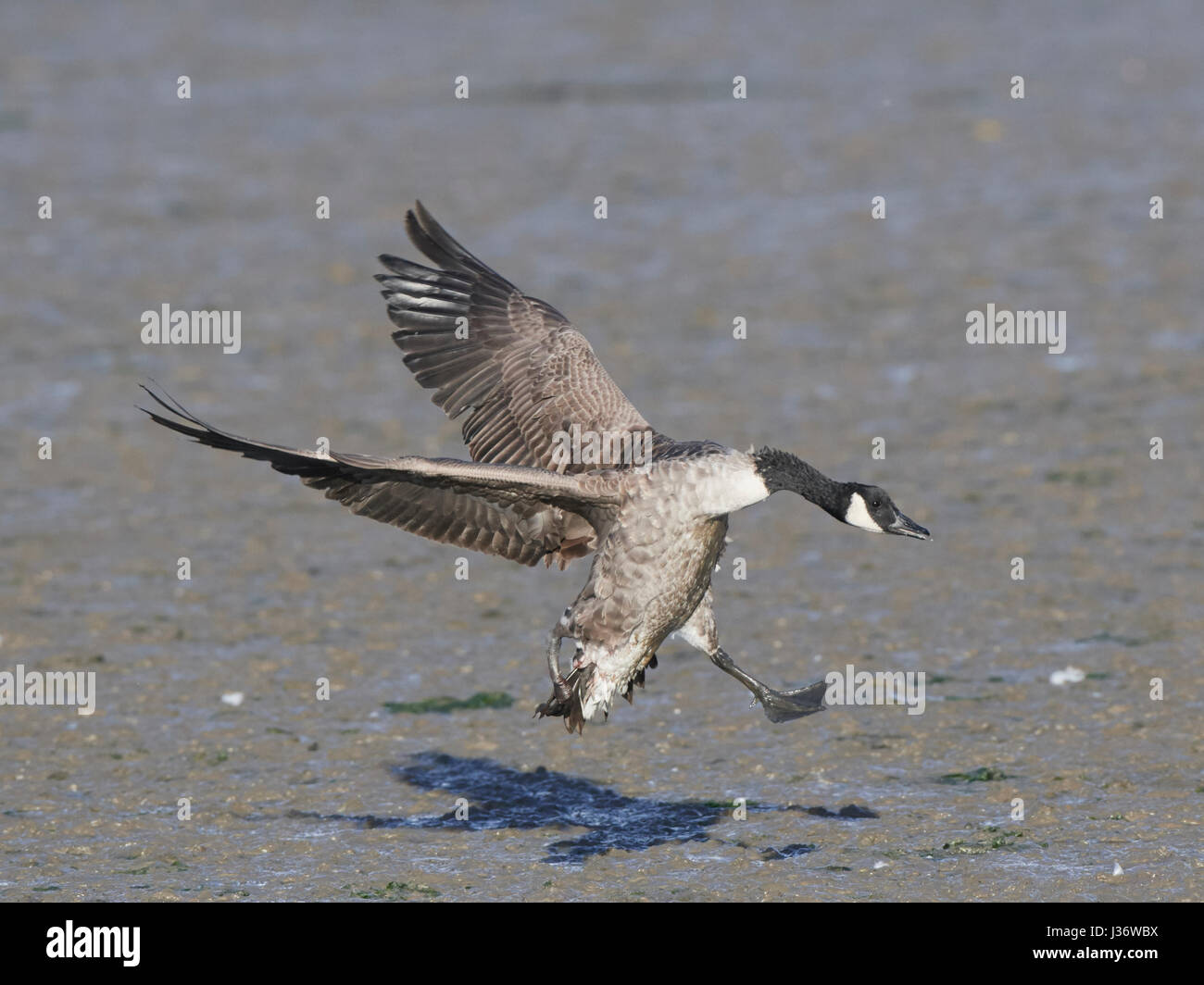 Canada goose landing hi-res stock photography and images - Alamy