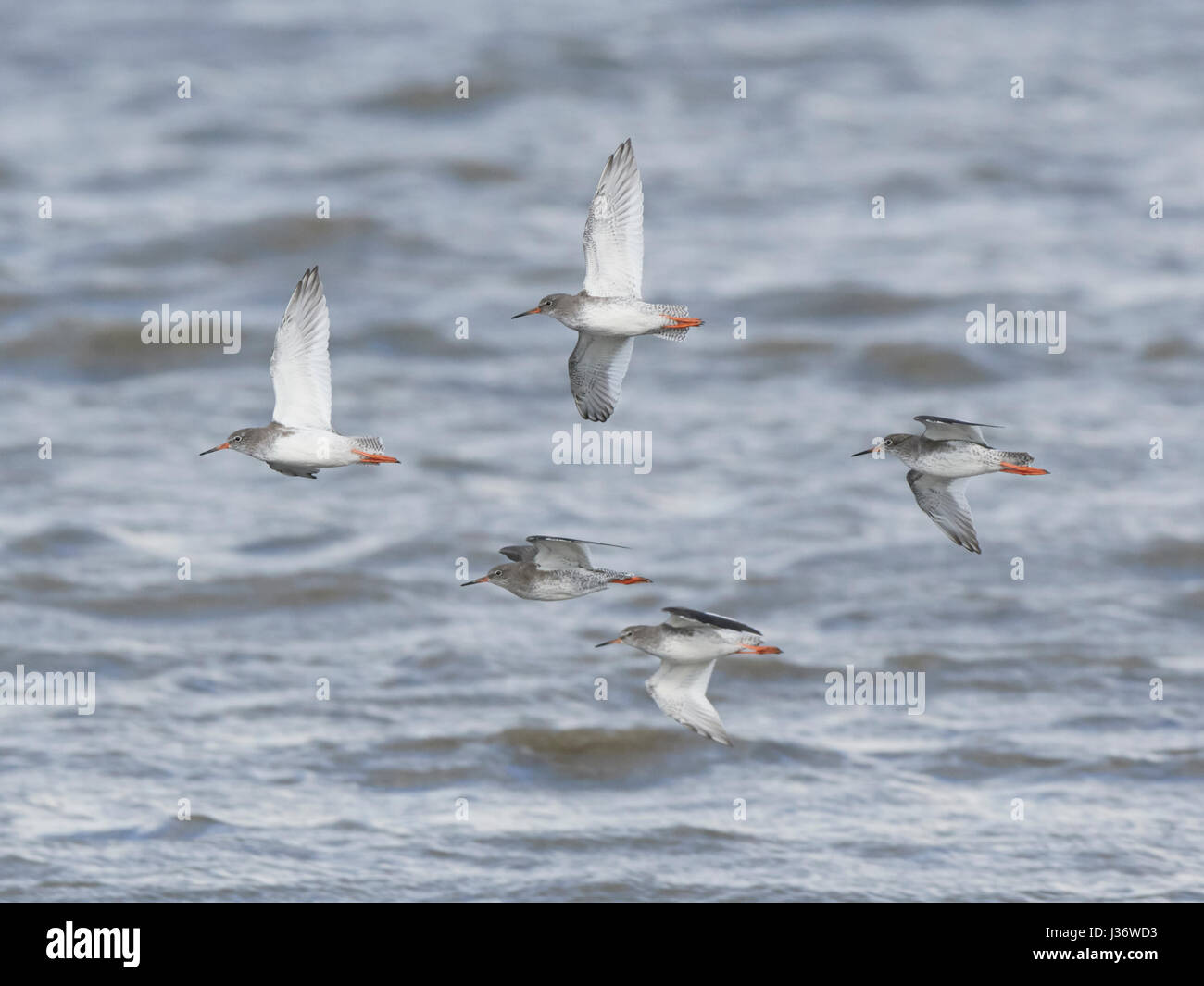 Redshanks in flight Stock Photo - Alamy
