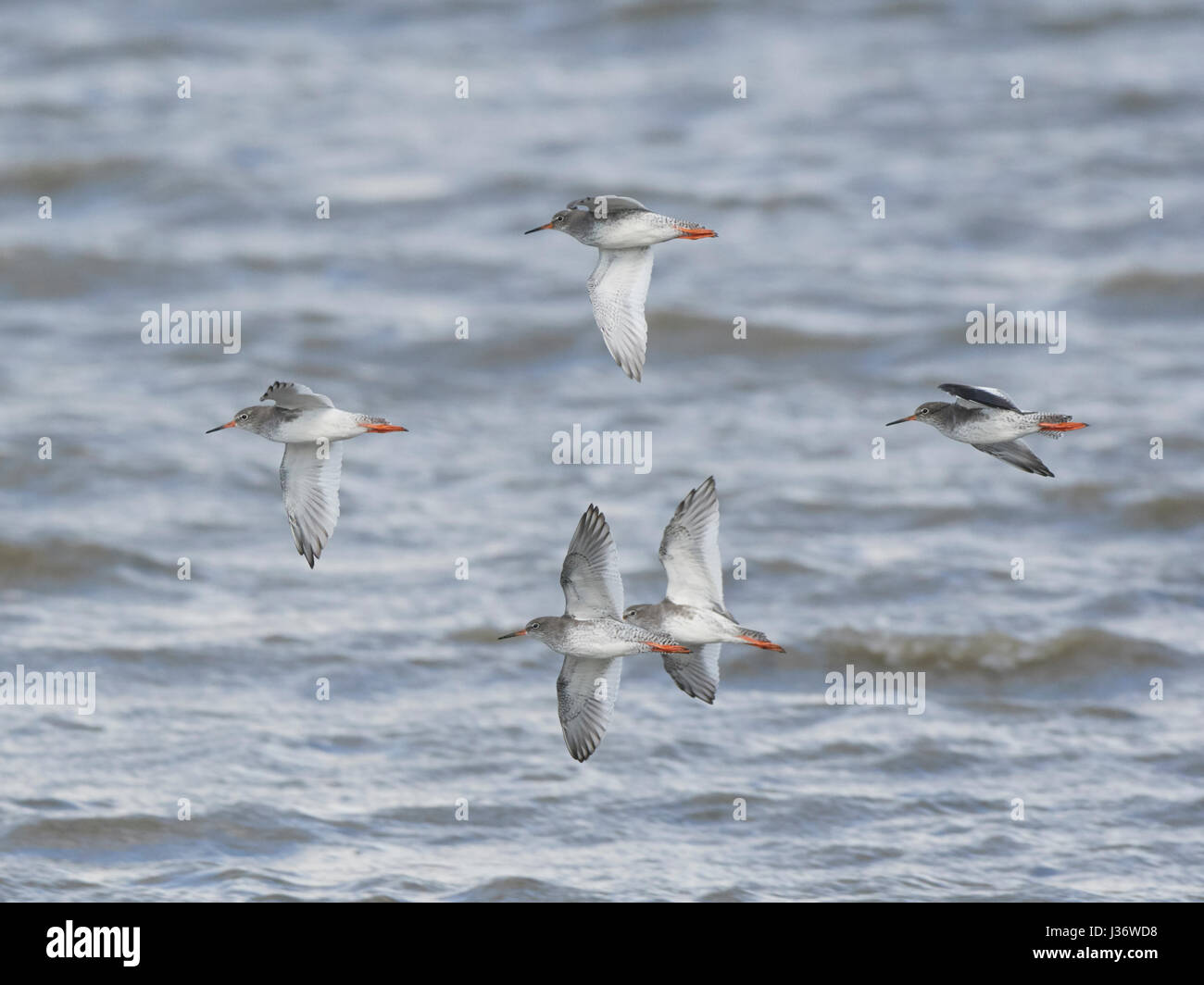 Redshanks in flight Stock Photo - Alamy