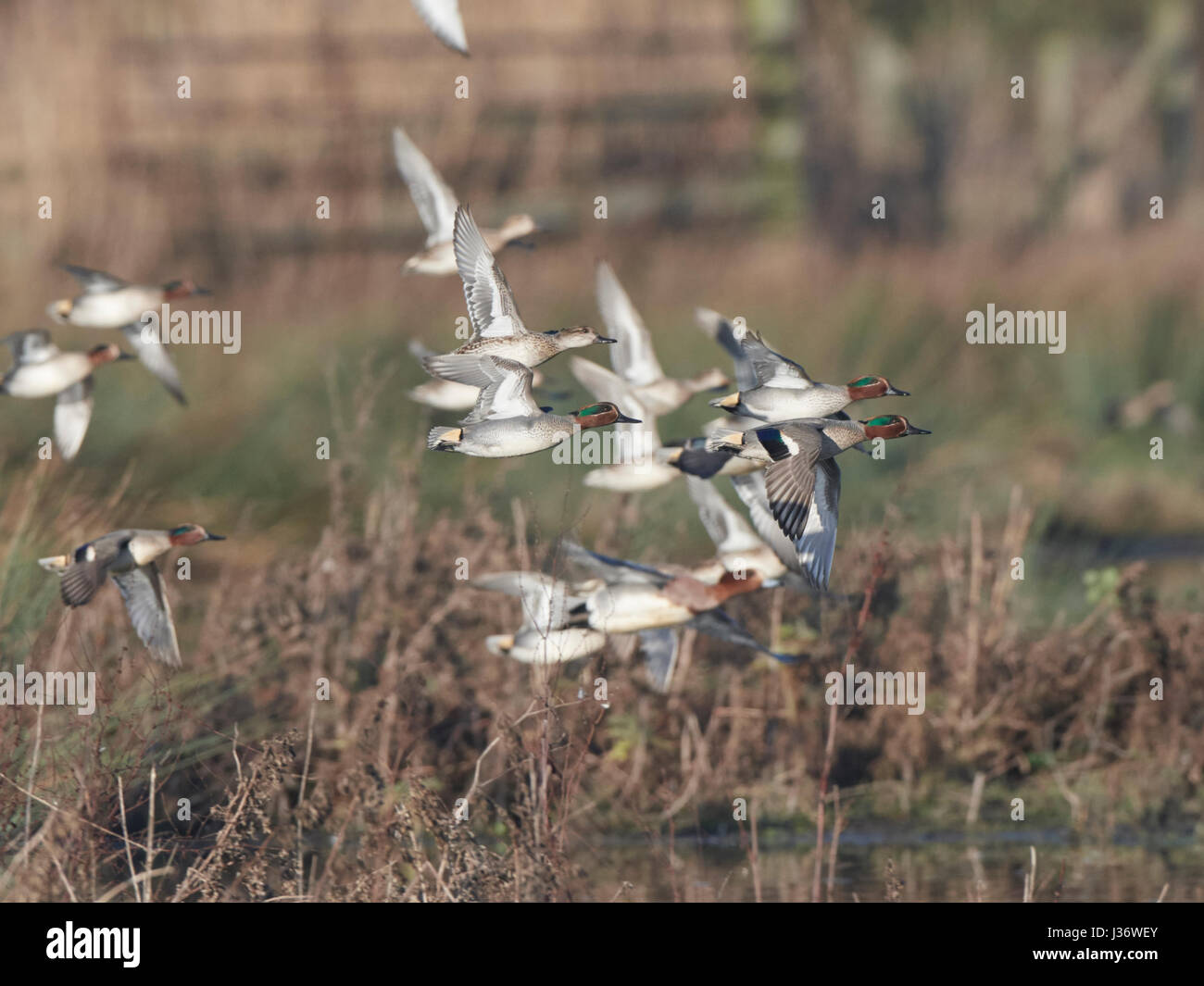 Teal in flight, Suffolk, January Stock Photo - Alamy