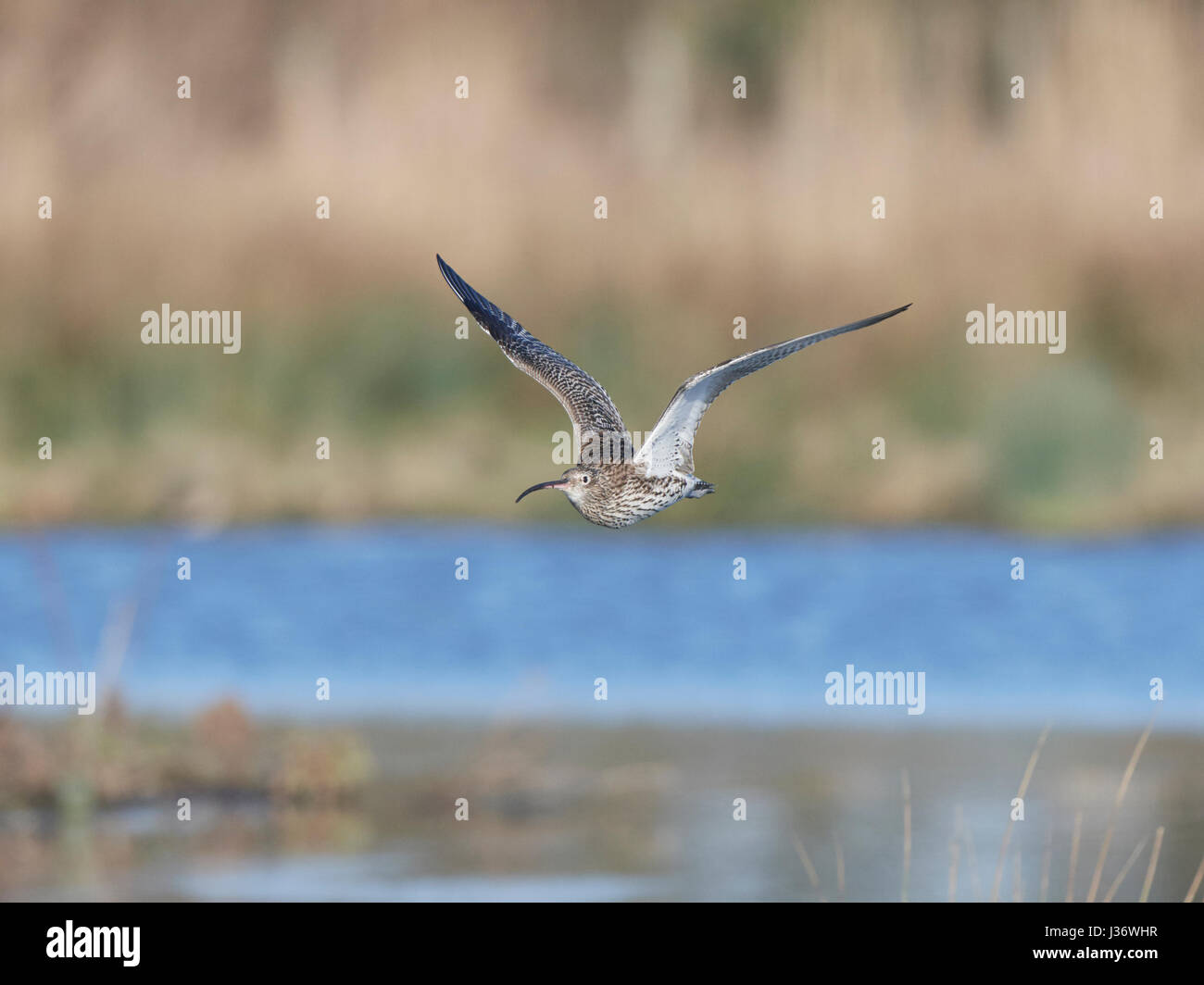 Curlew in flight, Suffolk, December Stock Photo - Alamy