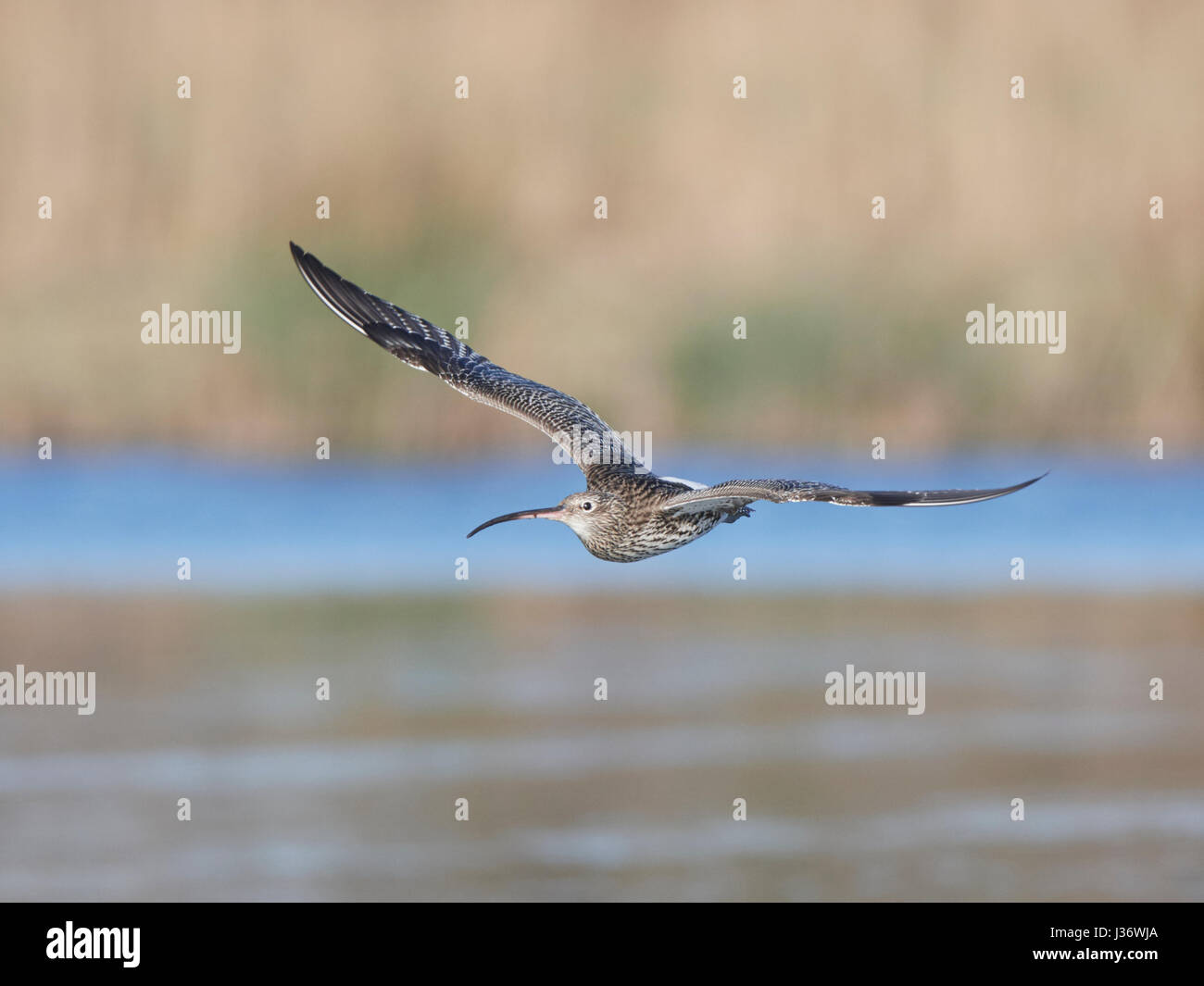 Curlew in flight, Suffolk, December Stock Photo - Alamy