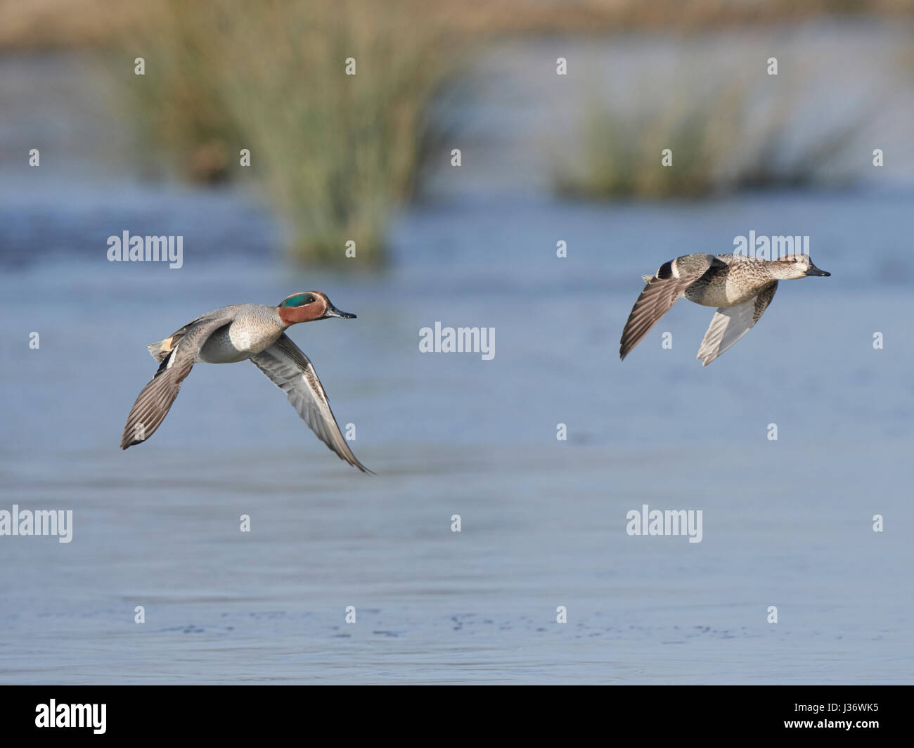 Teal in flight, Suffolk, January Stock Photo - Alamy
