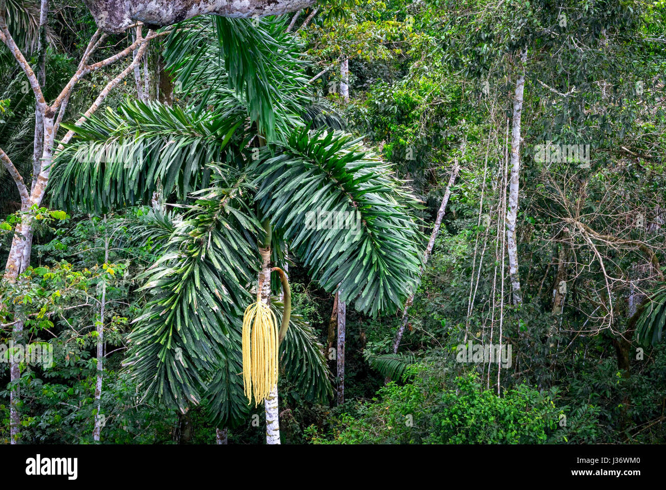 Rainforest In Manu National Park High Resolution Stock Photography and ...