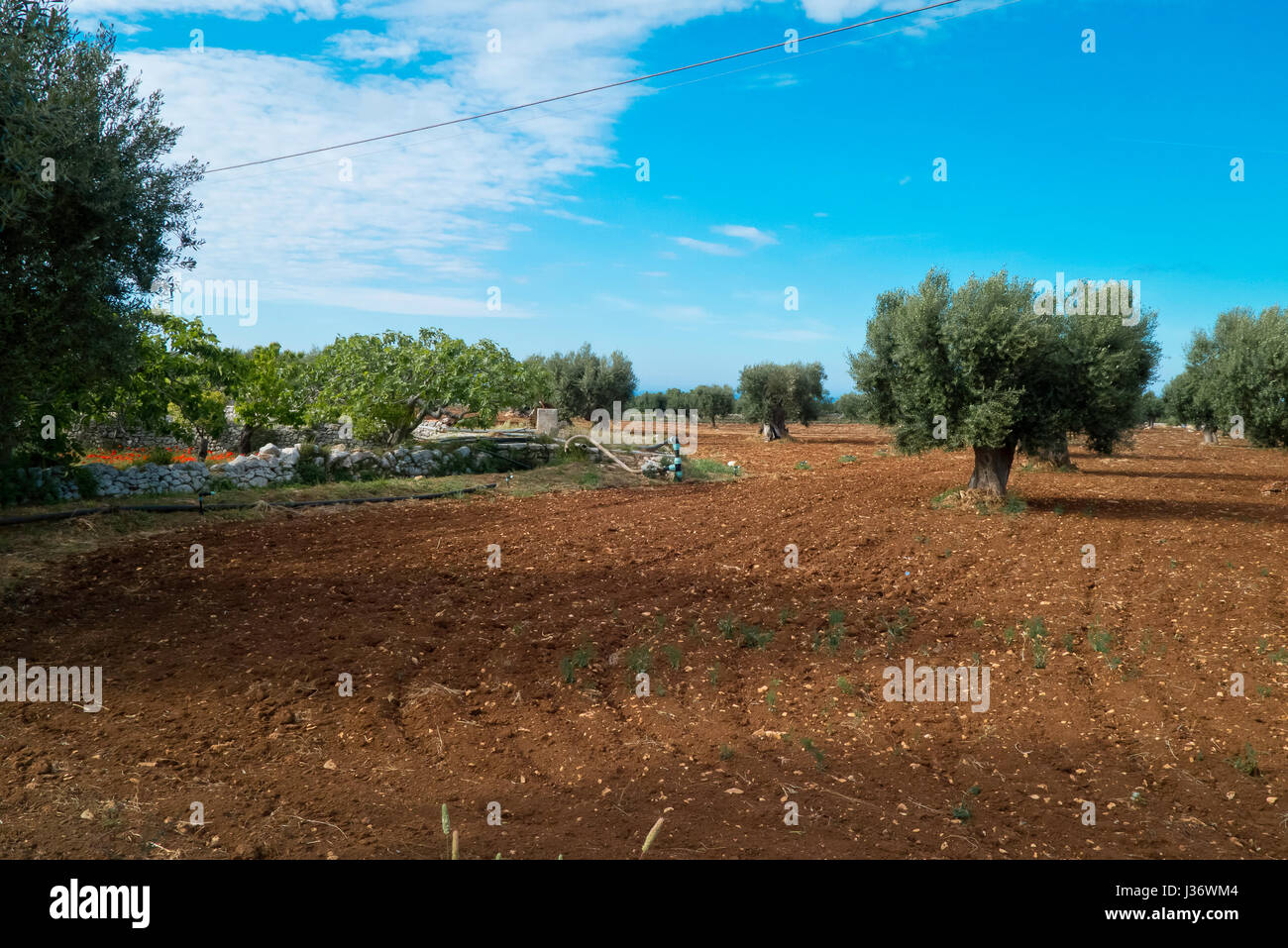 Agricultural field in Apulia land Stock Photo - Alamy