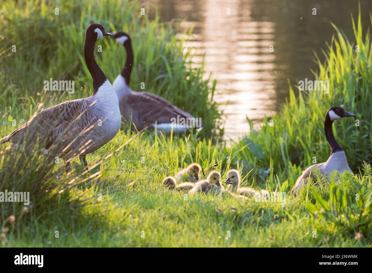 Canada goose geese family (Branta canadensis) with goslings on a river ...