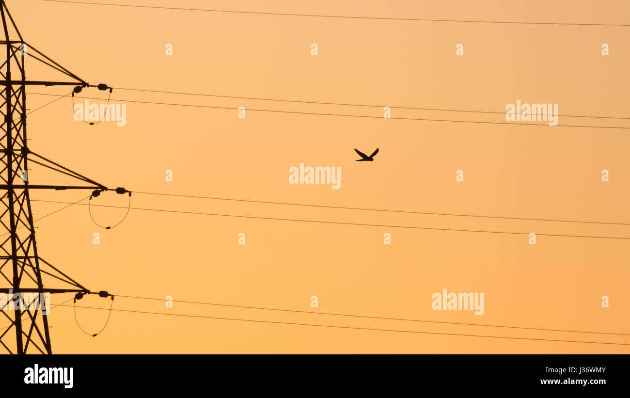 Kestrel (Falco tinnunculus) hunting hovering over power lines pylon at ...