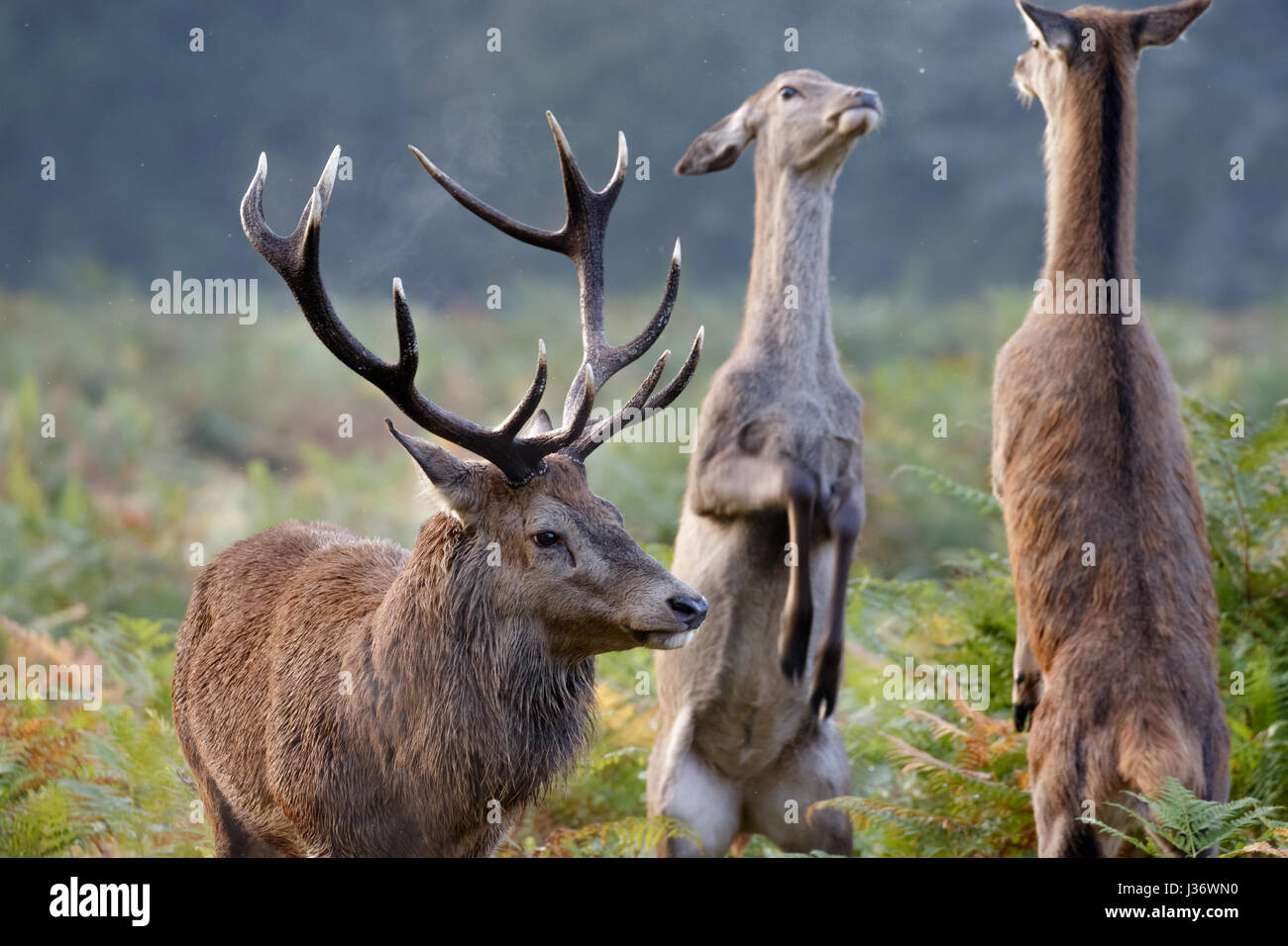 Boxing fighting hi-res stock photography and images - Alamy