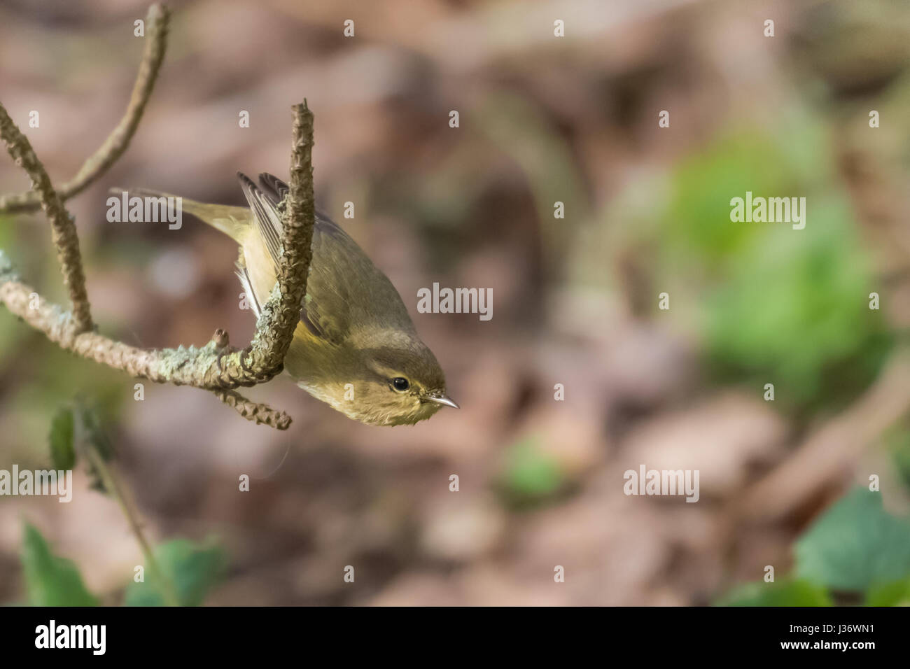 Chiffchaff (Phylloscopus collybita) foraging for insects in the scrub ...