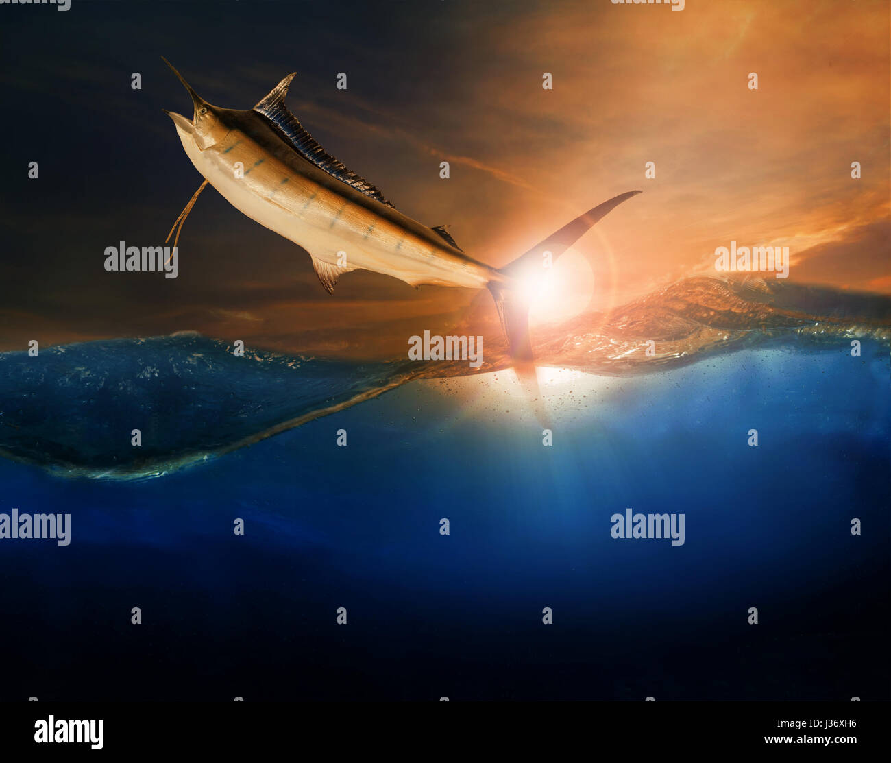 sailfish flying over blue sea ocean use for marine life and beautiful ...