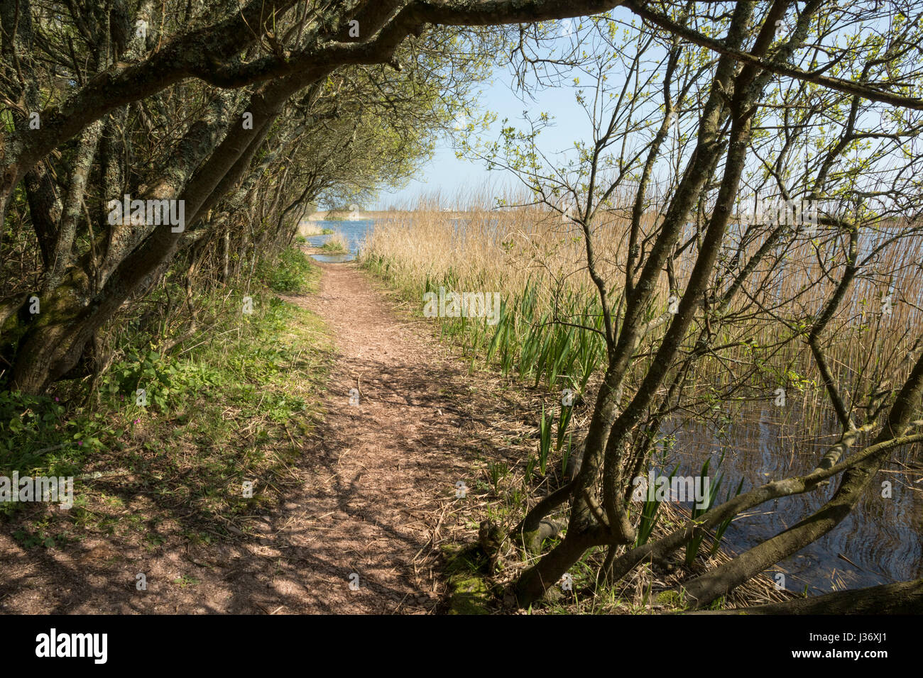 Devon pathway hi-res stock photography and images - Alamy