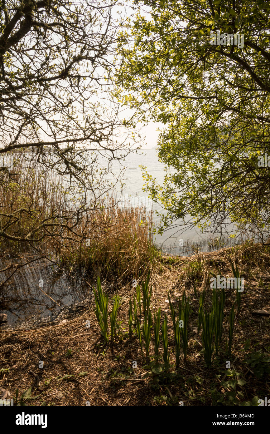 Shaded nature hi-res stock photography and images - Alamy
