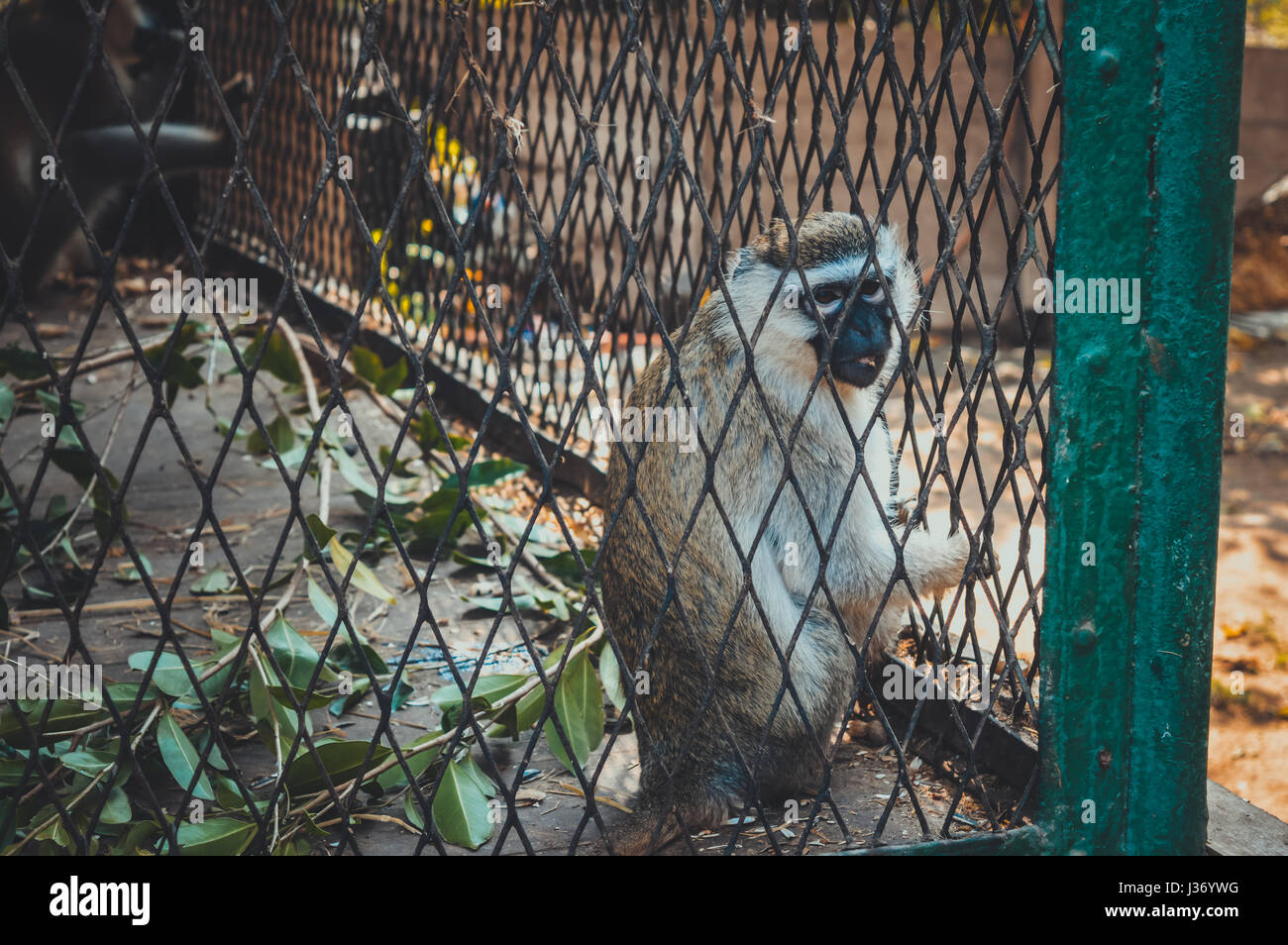 giza, egypt, march 4, 2017: view of monkey in cage at giza zoo Stock ...