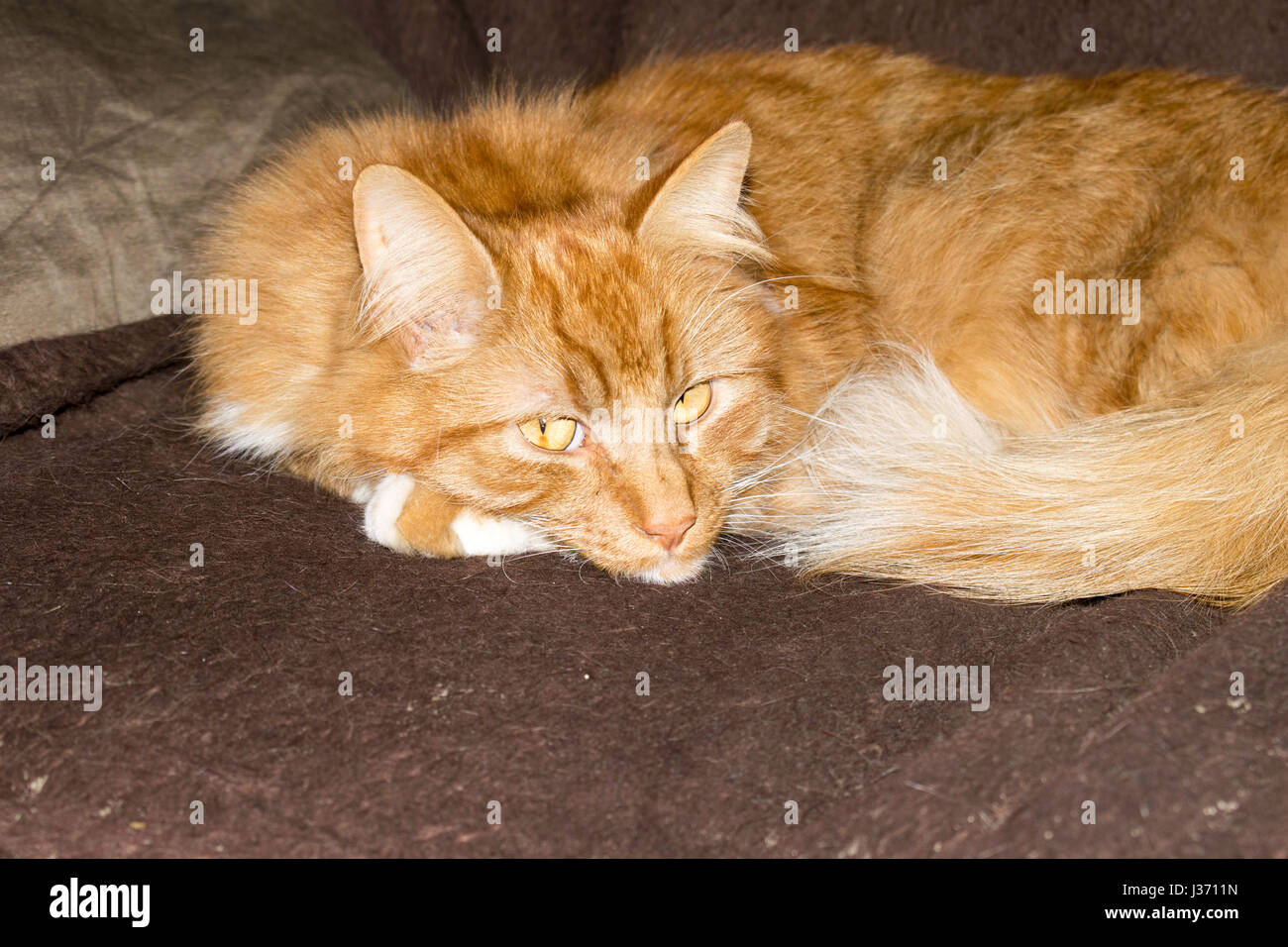 Ginger fluffy cat Stock Photo - Alamy