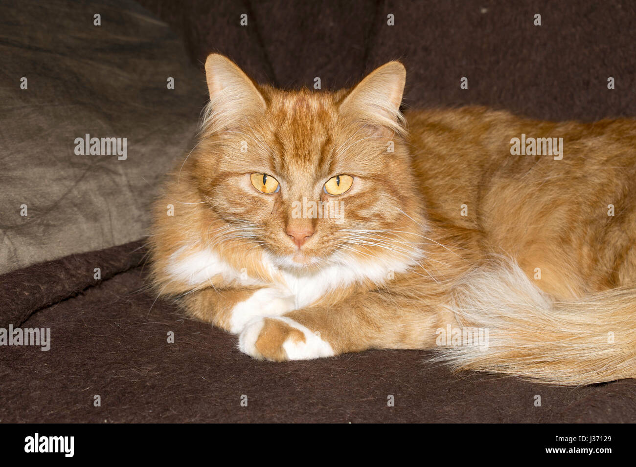 Ginger fluffy cat Stock Photo - Alamy